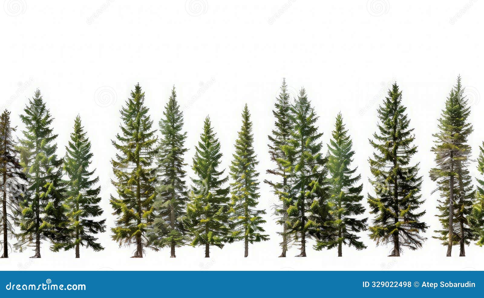 Green Pine Trees Line stock photo. Image of forest, nature - 329022498