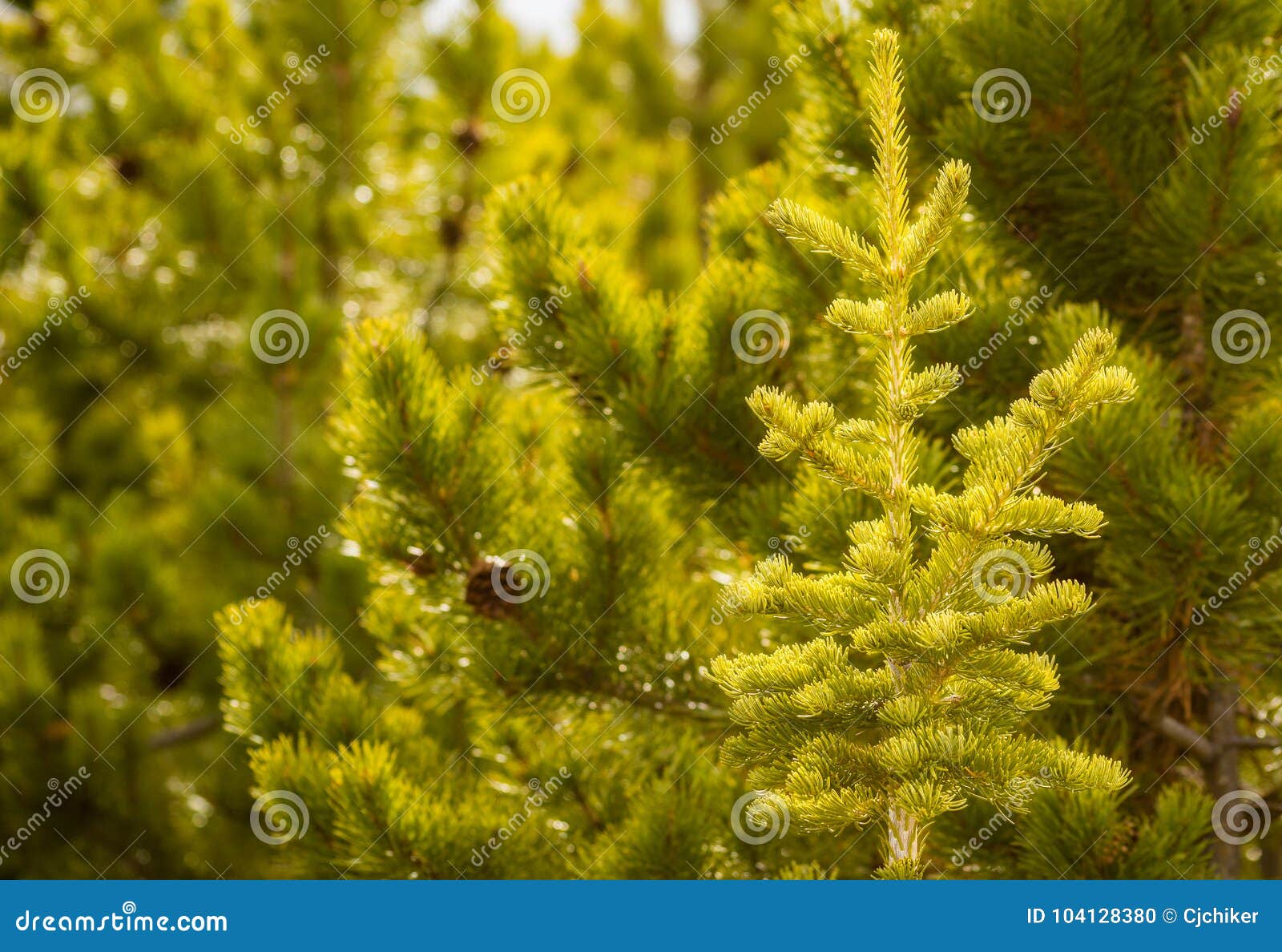 Green Pine Trees Forest Background Stock Photo - Image of closeup, grow ...