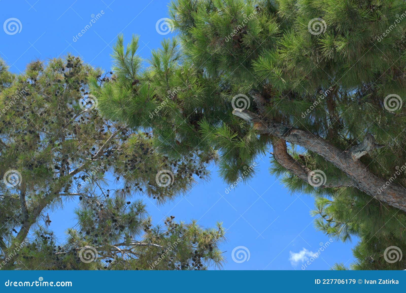 Green pine trees and sky stock image. Image of nbeautiful - 227706179