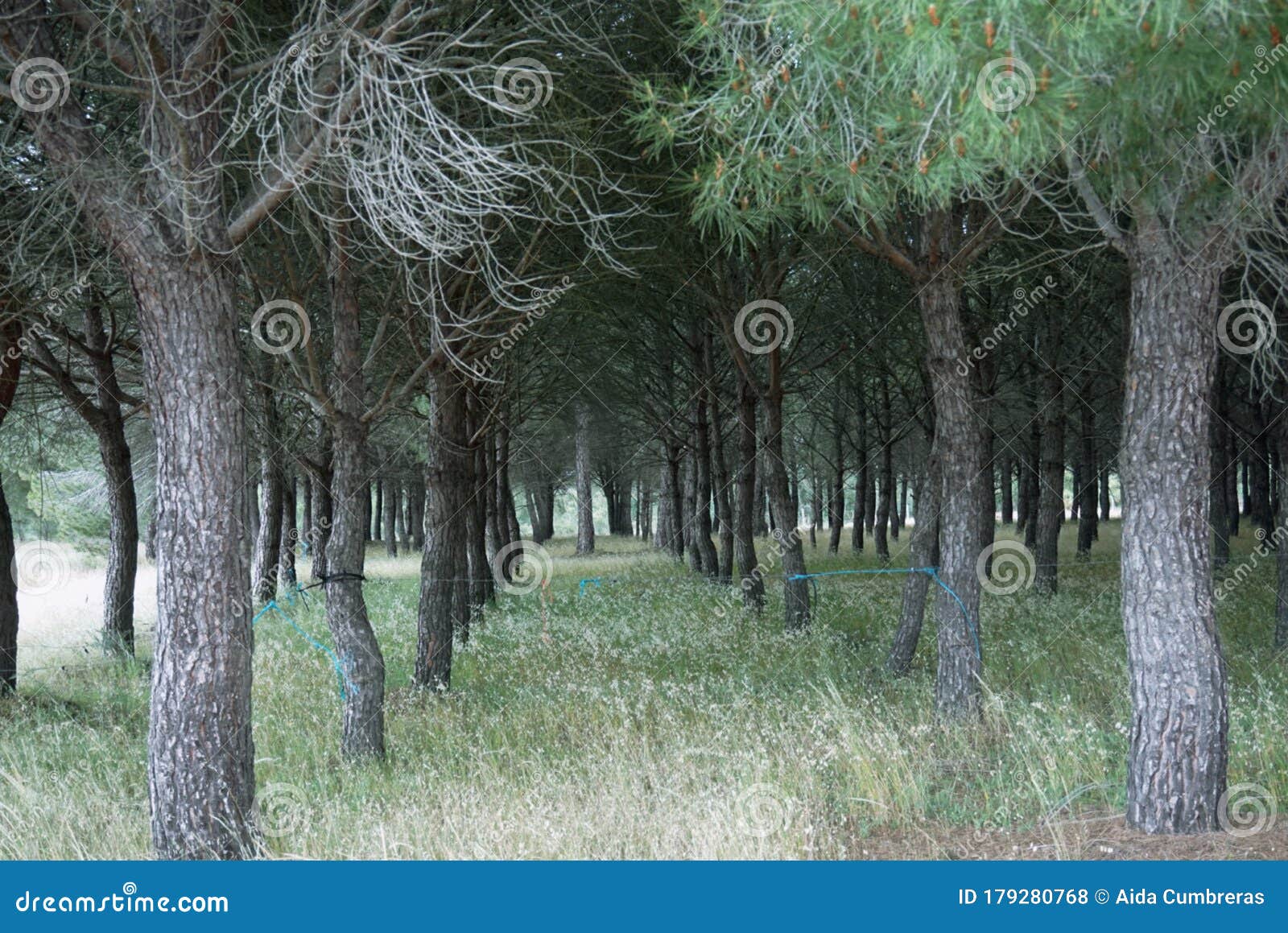Green pine trees stock photo. Image of sunlight, evergreen - 179280768