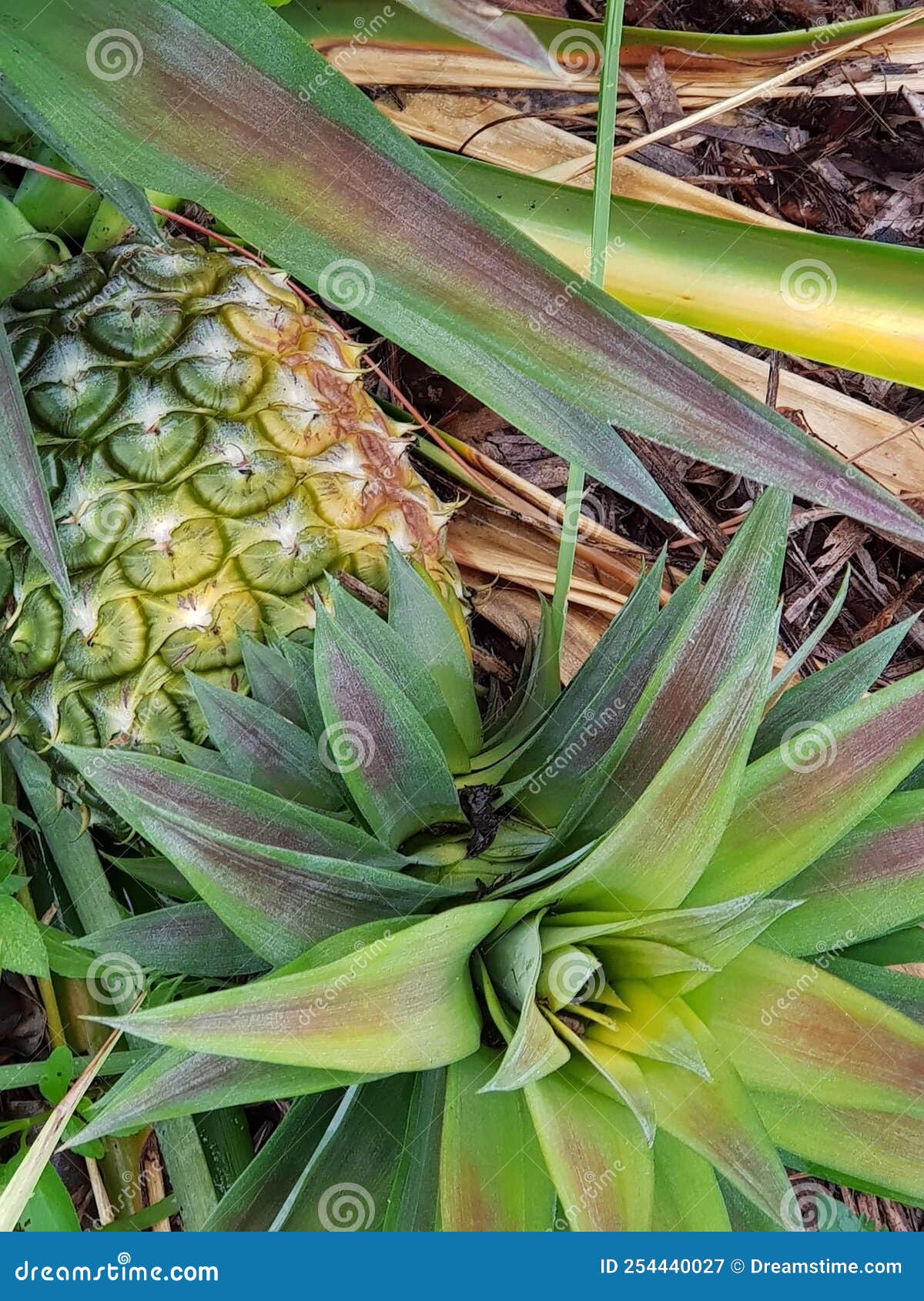 Green pineapple stock image. Image of nature, farms - 254440027