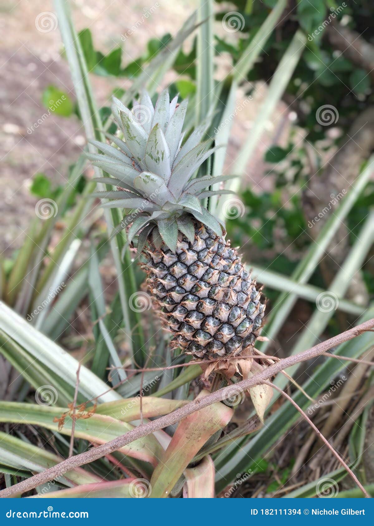 Green Pineapple on Its Stem Stock Photo - Image of pineapple, green ...