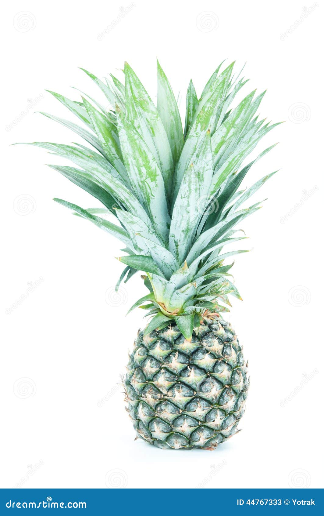Green pineapple stock image. Image of dieting, plant - 44767333