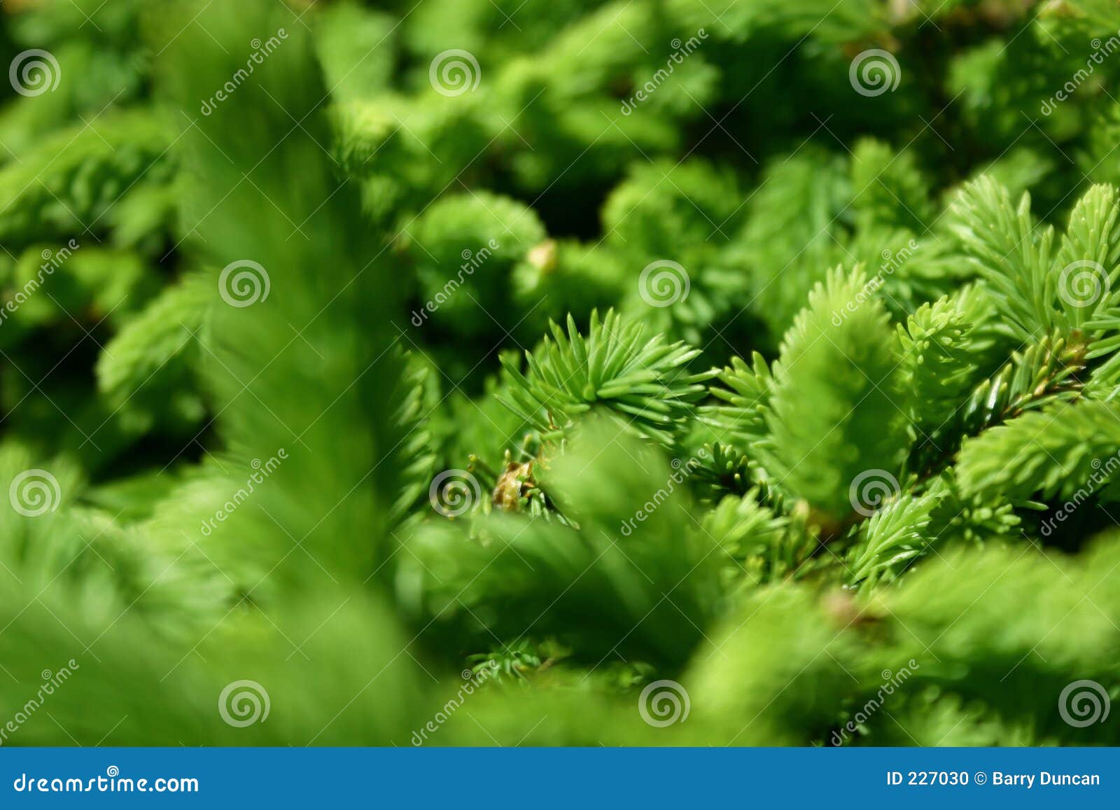 Green Pines stock photo. Image of macro, spike, vibrant - 227030