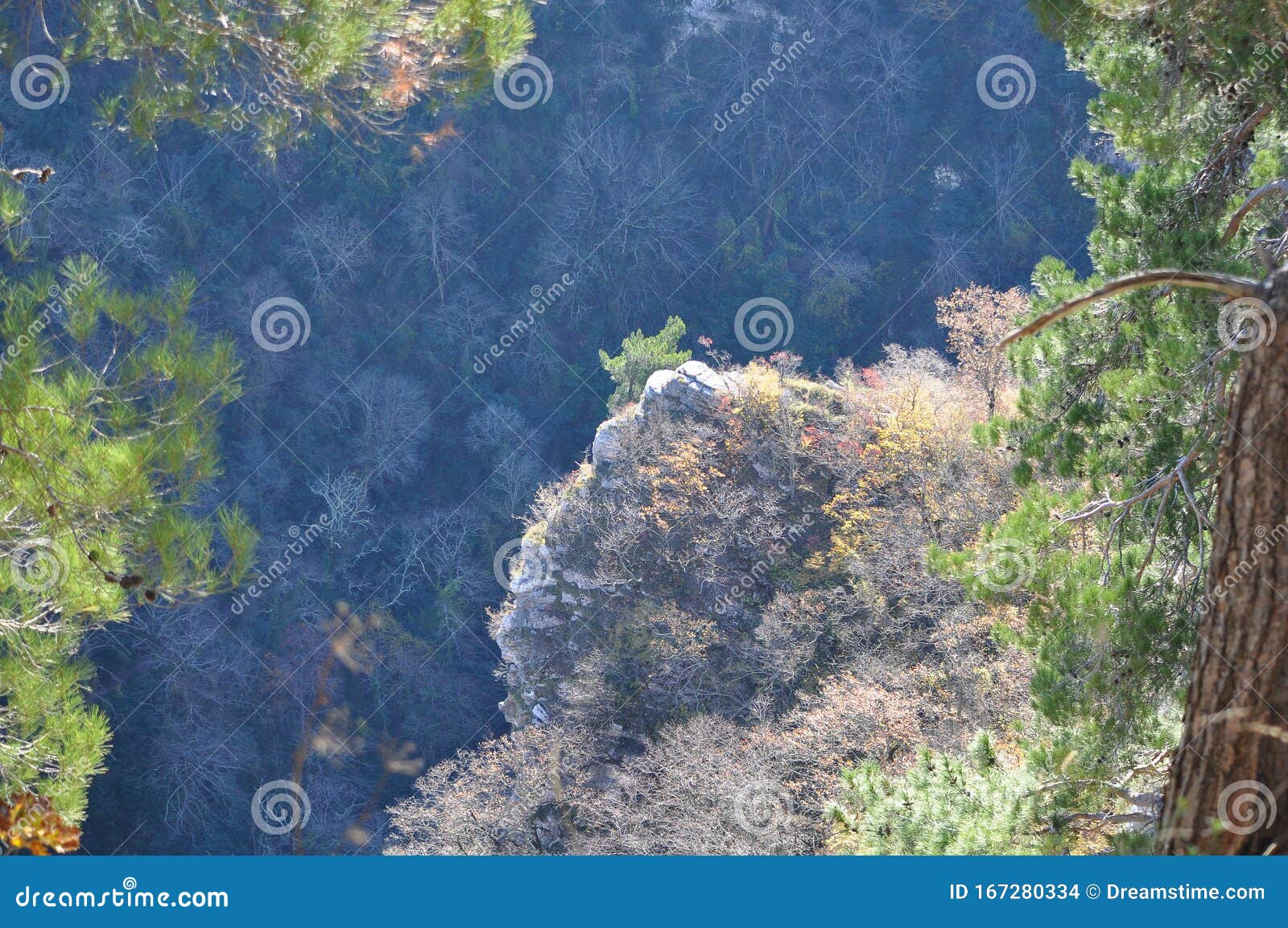 The Pine Tree on the Edge of a Cliff Stock Photo - Image of pines ...