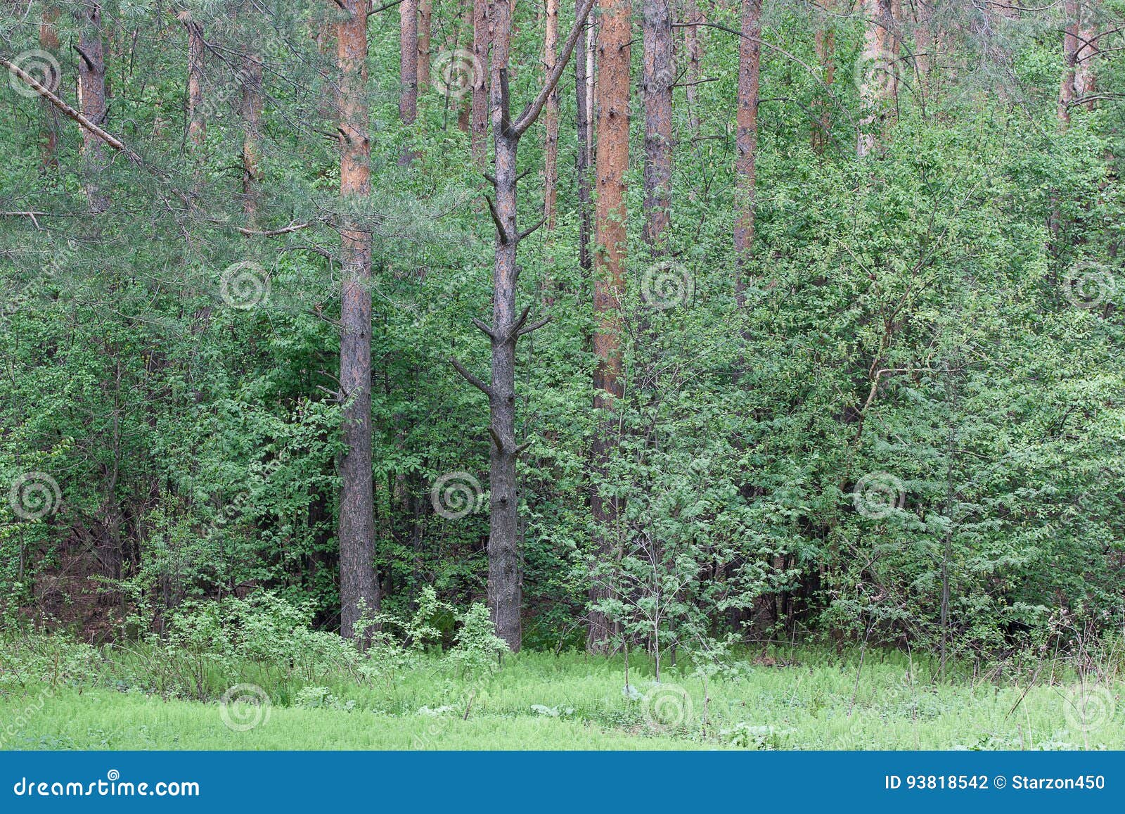 Green Pines and Other Trees in Spring Forest. Stock Photo - Image of ...