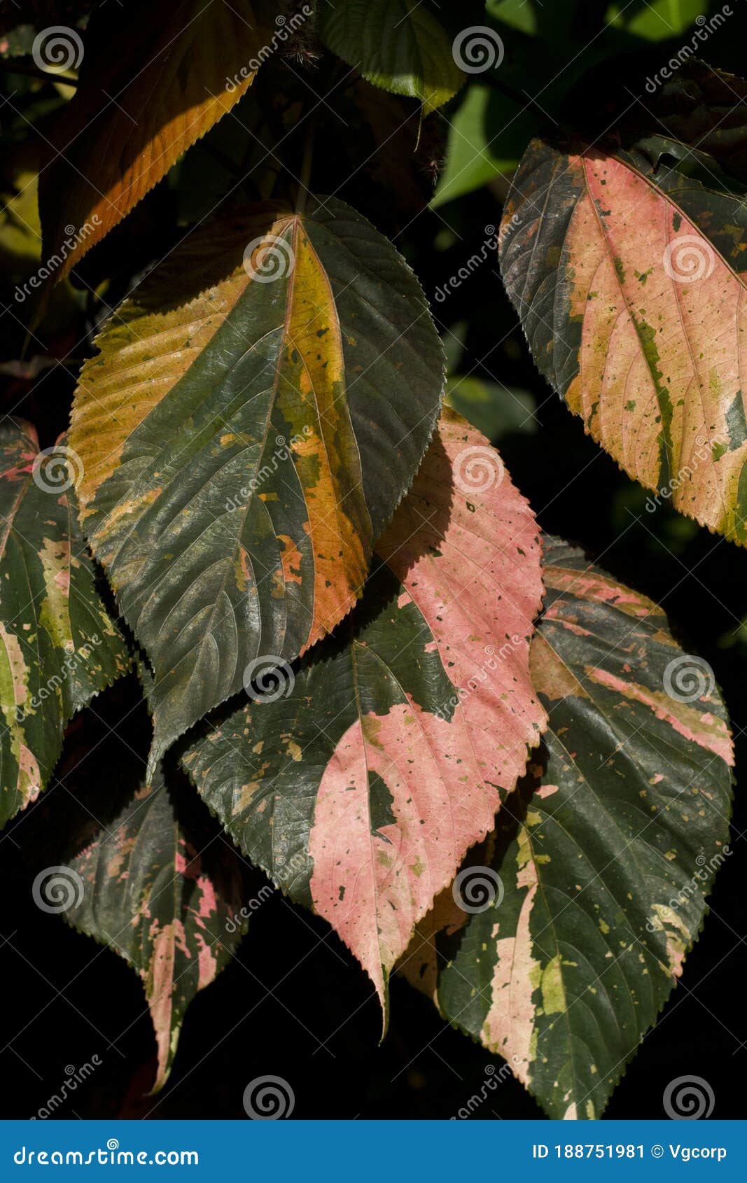 Green pink acalypha leaves stock image. Image of pink - 188751981