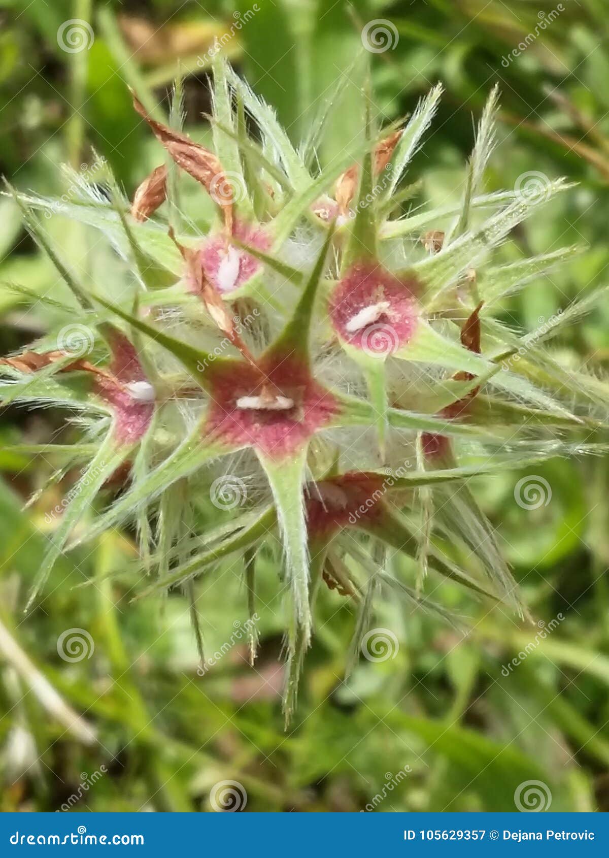 Flawer stock image. Image of flawer, lips, beautiful - 105629357