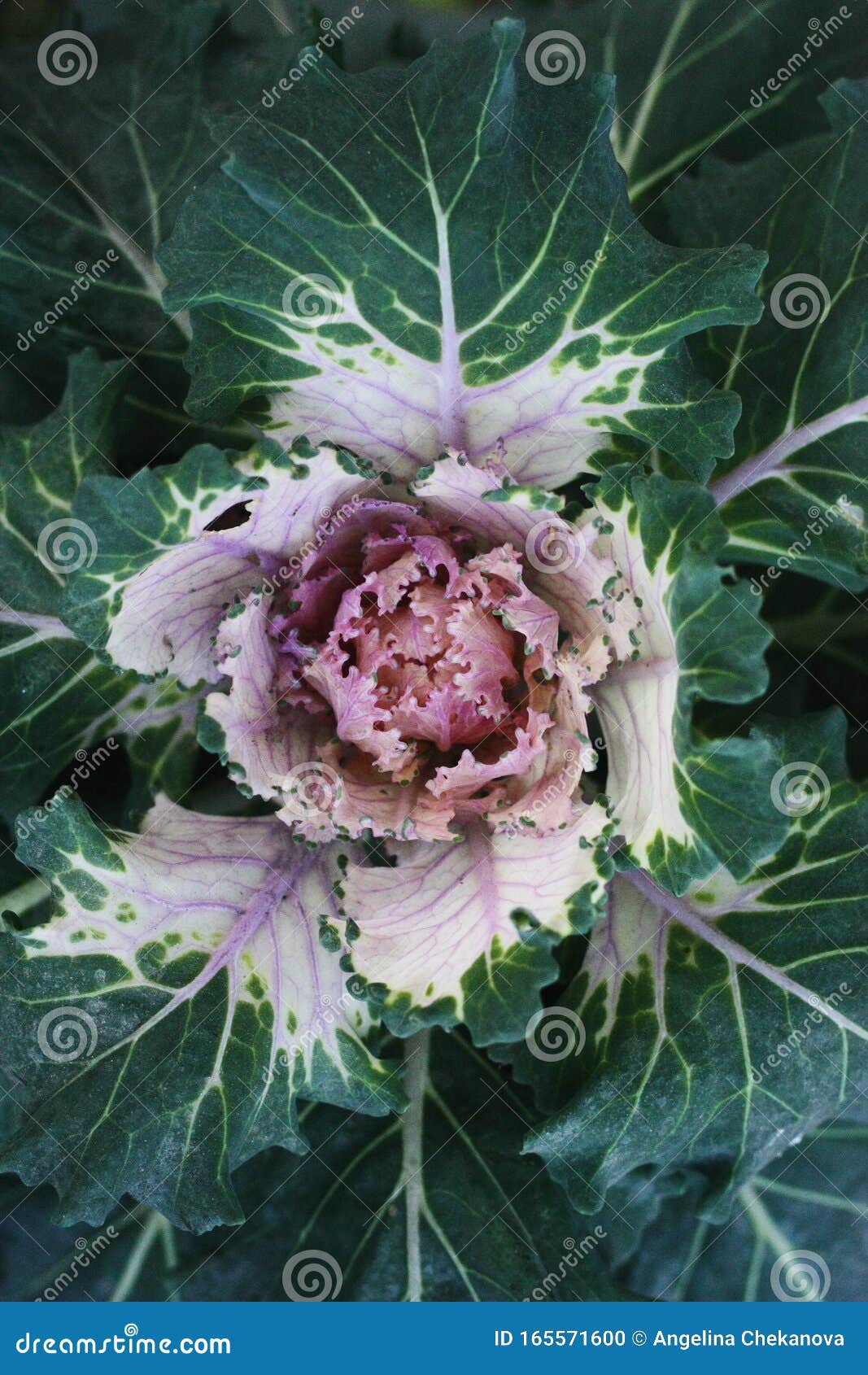 Green Pink Cabbage in the Garden Macro Stock Photo - Image of summer ...