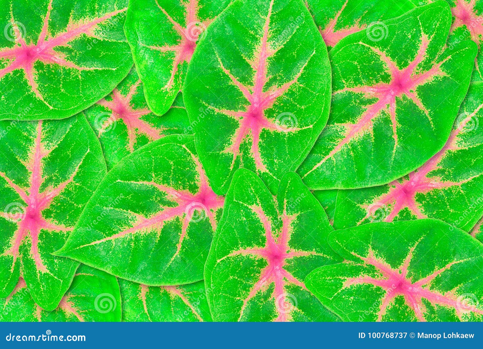 Caladium Leaves Texture Abstract Background Stock Image - Image of ...