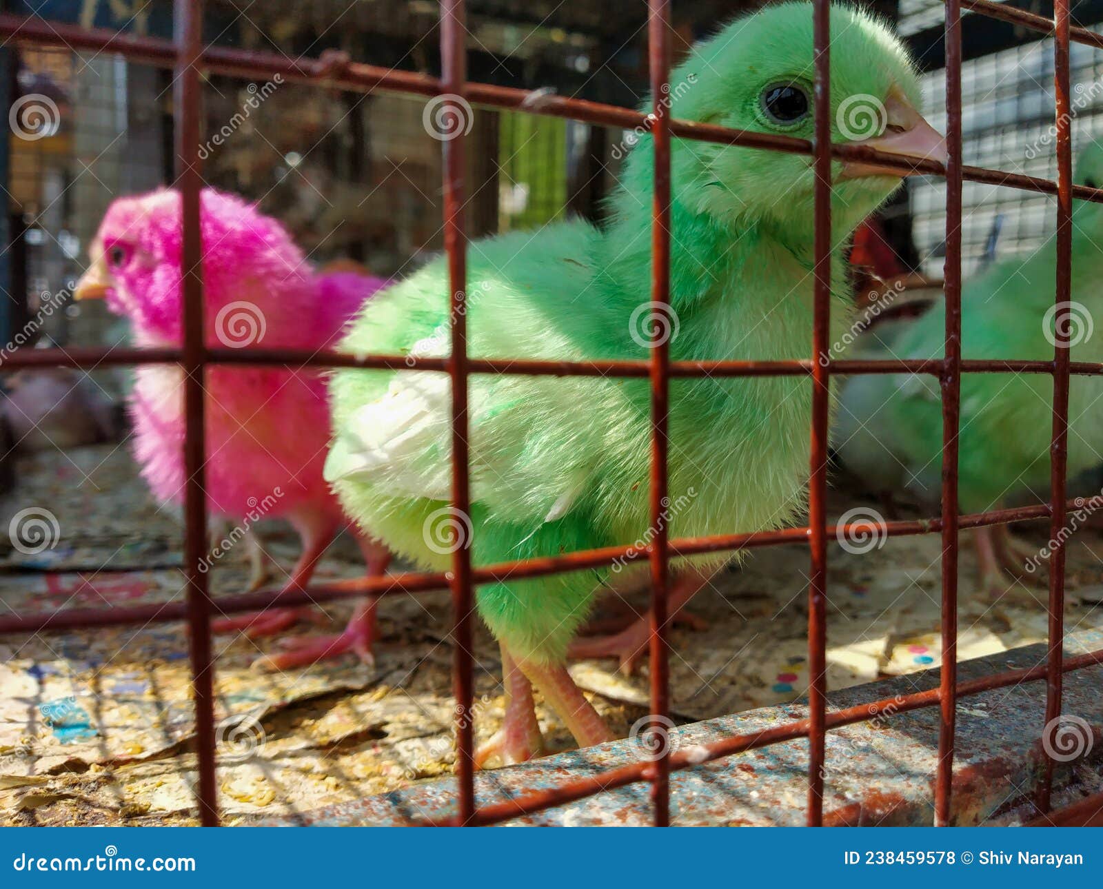 178 Coloured Chicks Stock Photos - Free & Royalty-Free Stock Photos ...