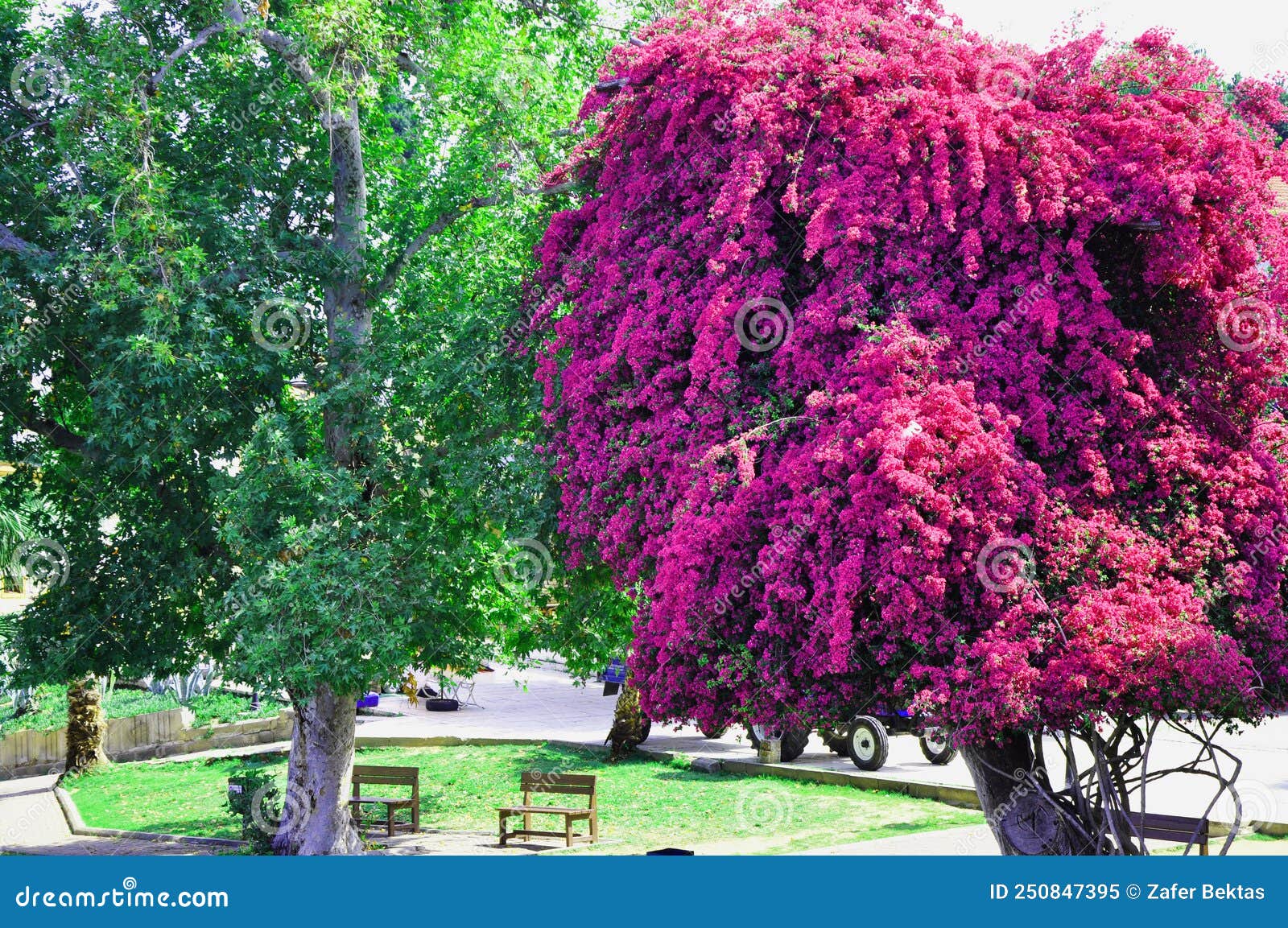 Green and pink tree stock image. Image of plant, spring - 250847395