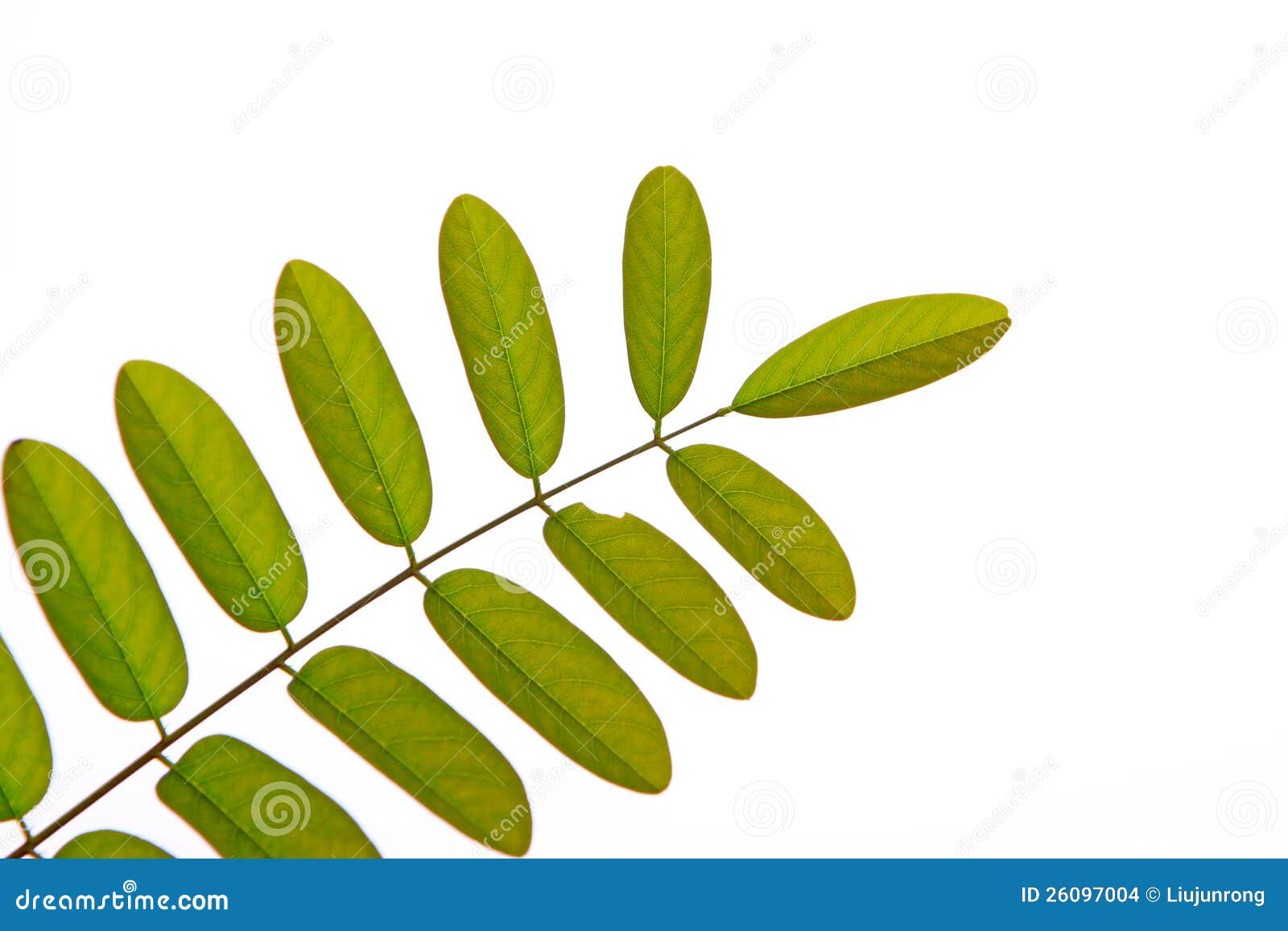 Compound Leaf Outline