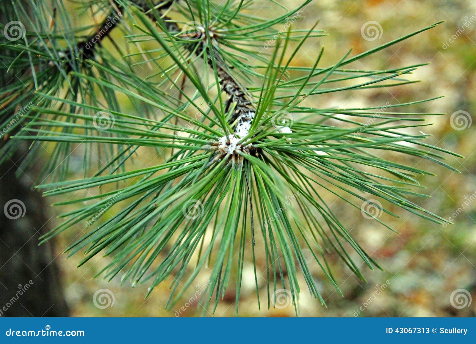 Green Pins on the Branch of a Christmas Tree Stock Image - Image of ...