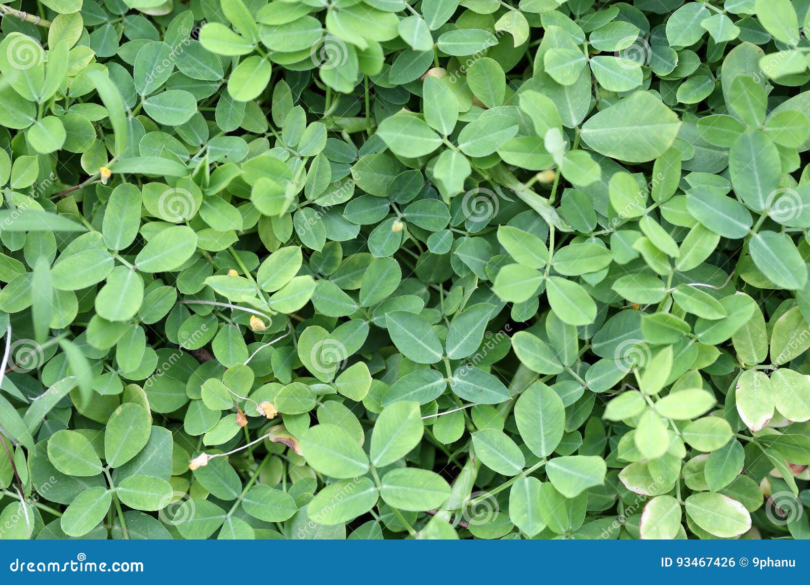 Green Pinto Peanut in the Garden Stock Photo - Image of environment ...