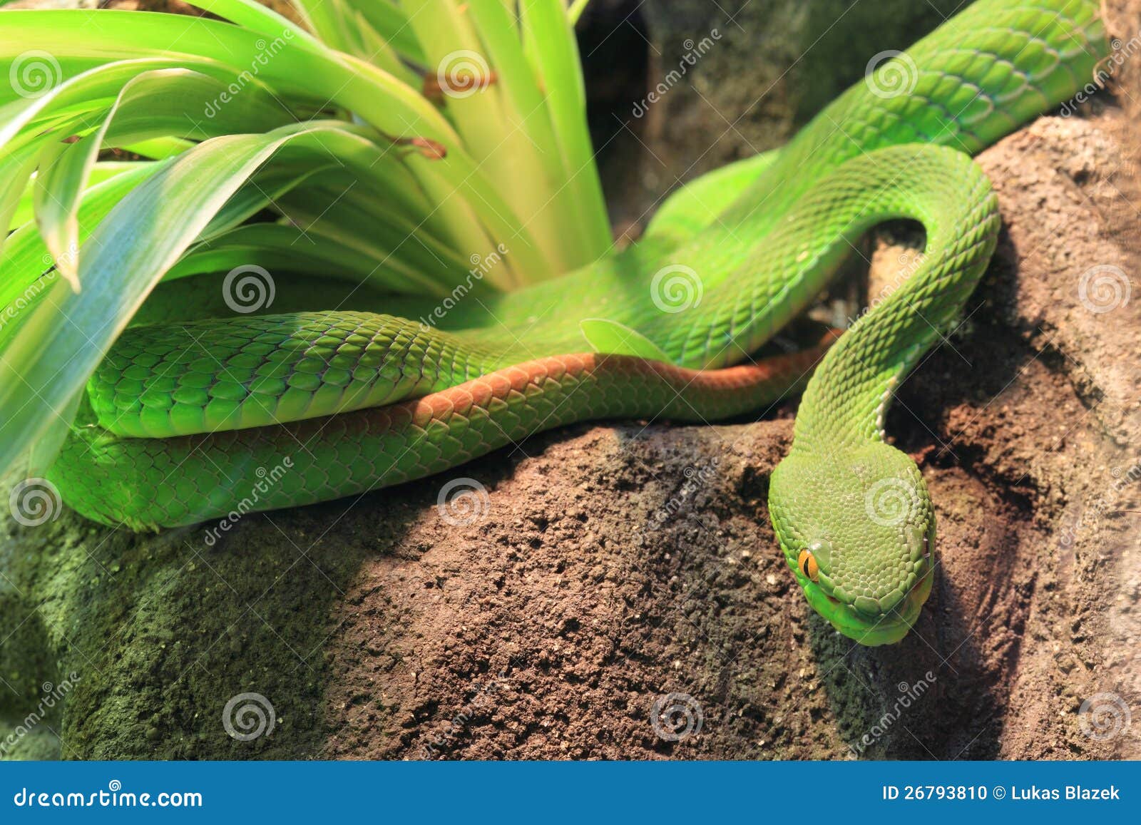 Green pit viper stock photo. Image of animal, lipped - 26793810
