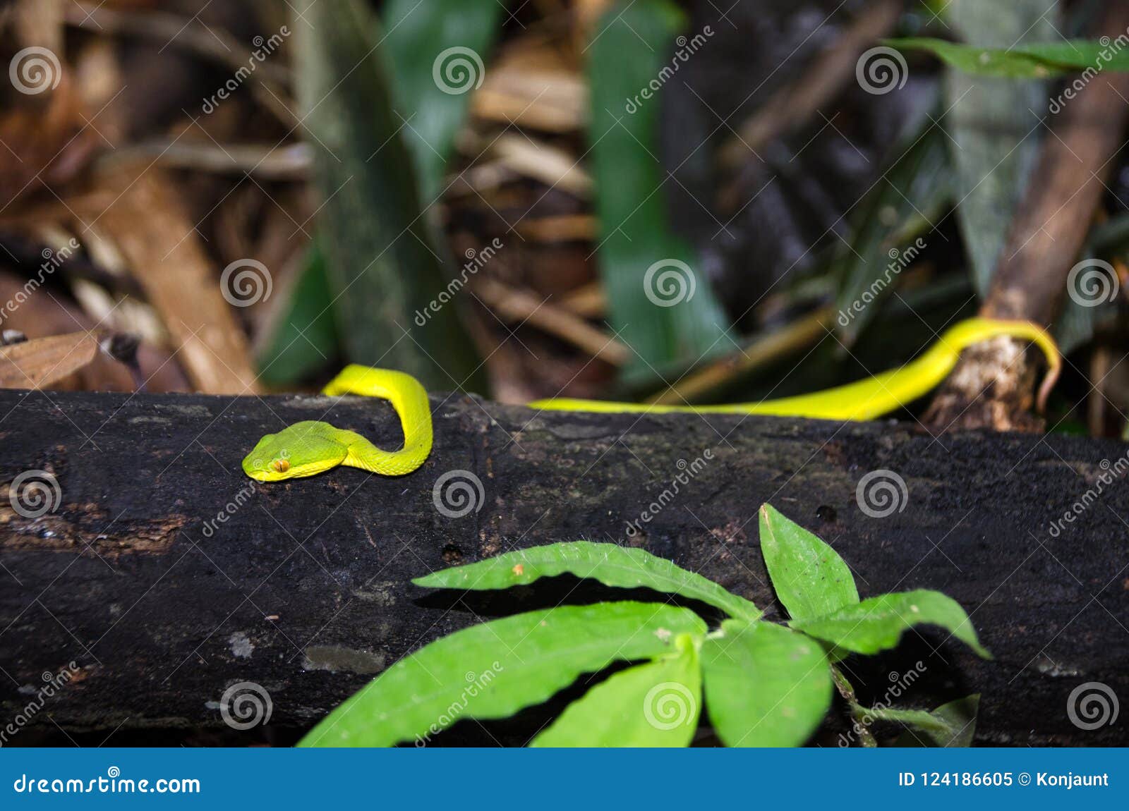 Green Pit Viper, Asian Pit Viper. Stock Image - Image of attack ...