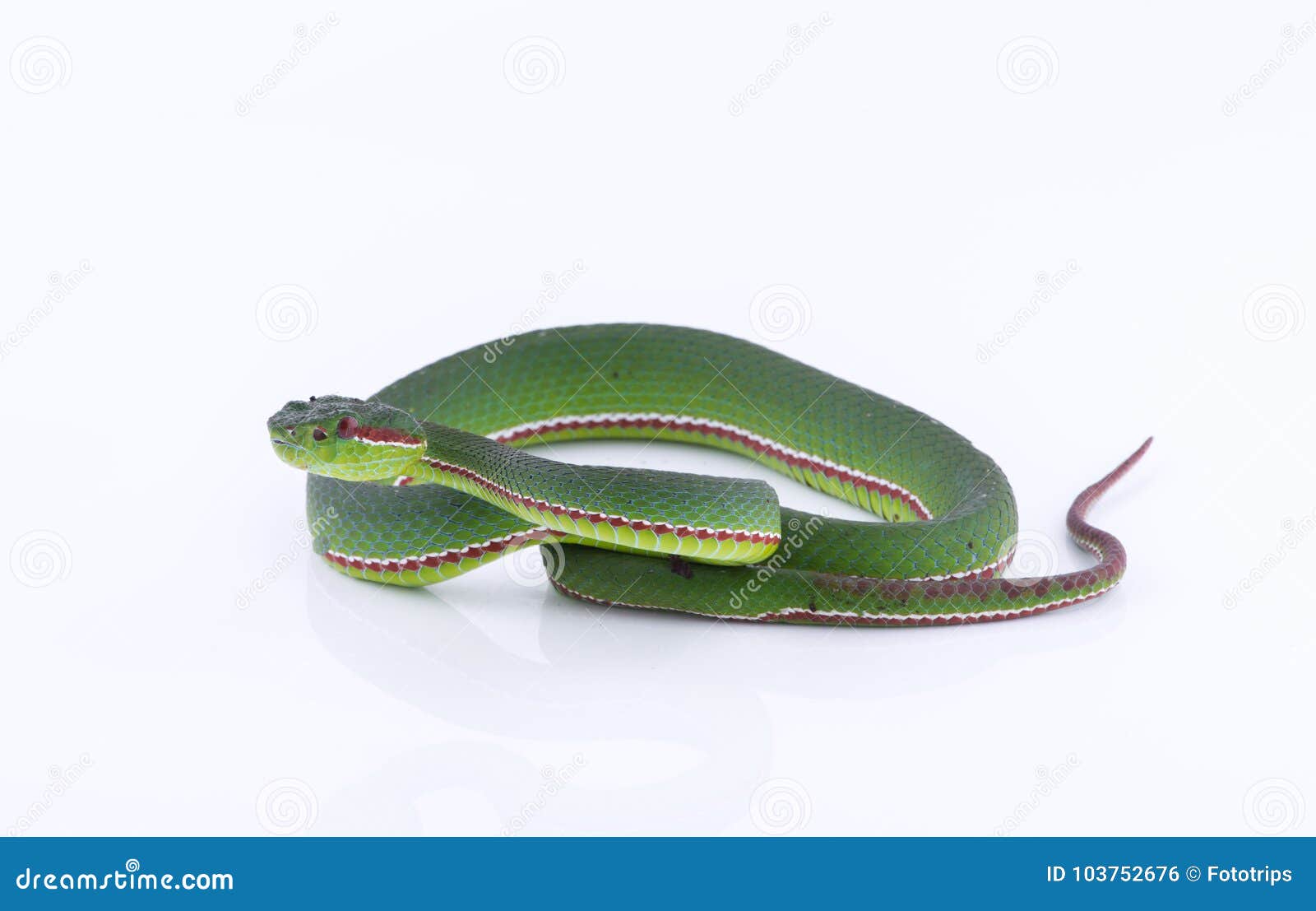 Green Tree Viper Bite