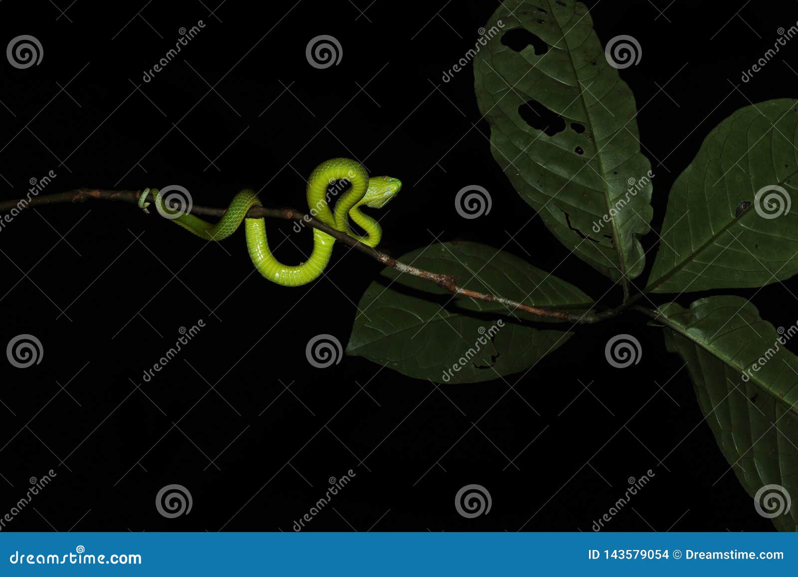 Green Pit Viper in Dark Forest Stock Photo - Image of vogel, snake ...