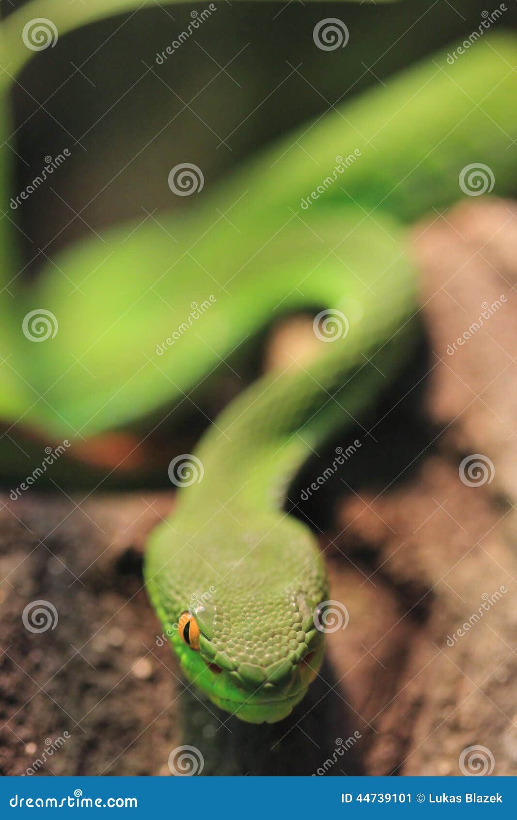 Green pit viper stock image. Image of white, snake, albolabris - 44739101