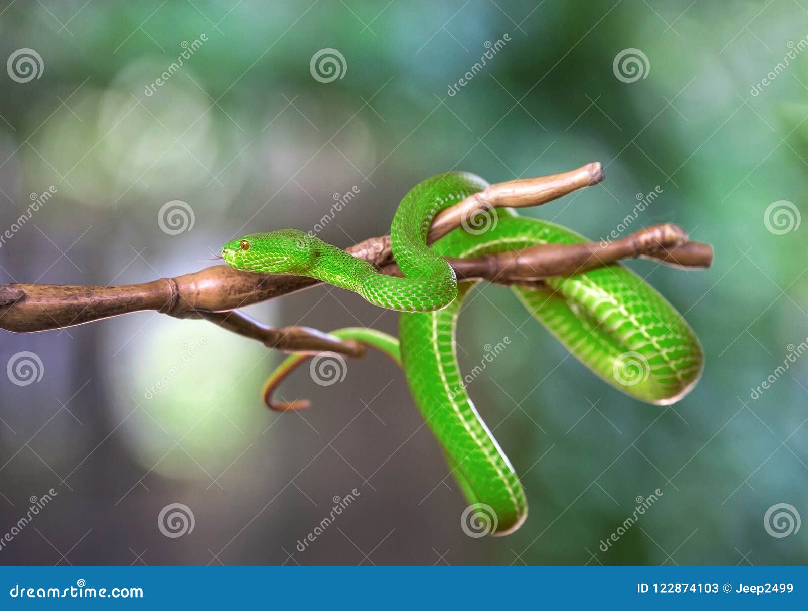 Green Pit Viper, Hanging on Tree. Stock Image - Image of poisonous ...