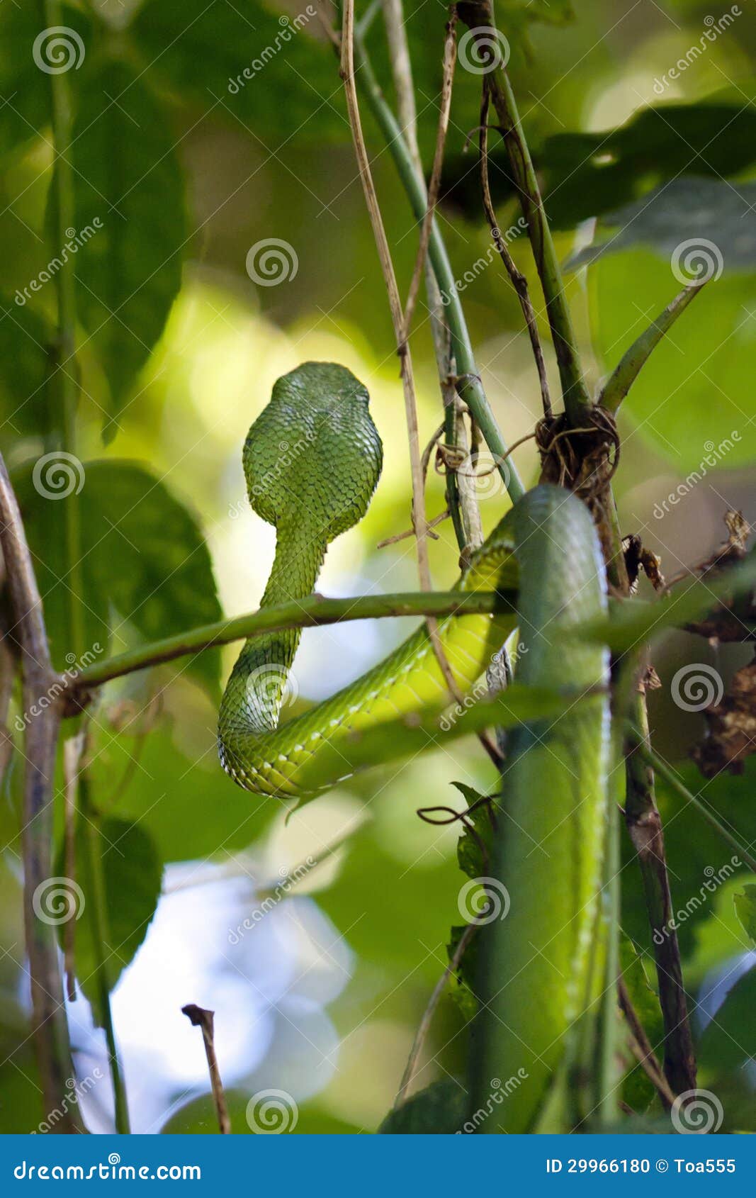Green pit viper in jungle stock photo. Image of gereen - 29966180
