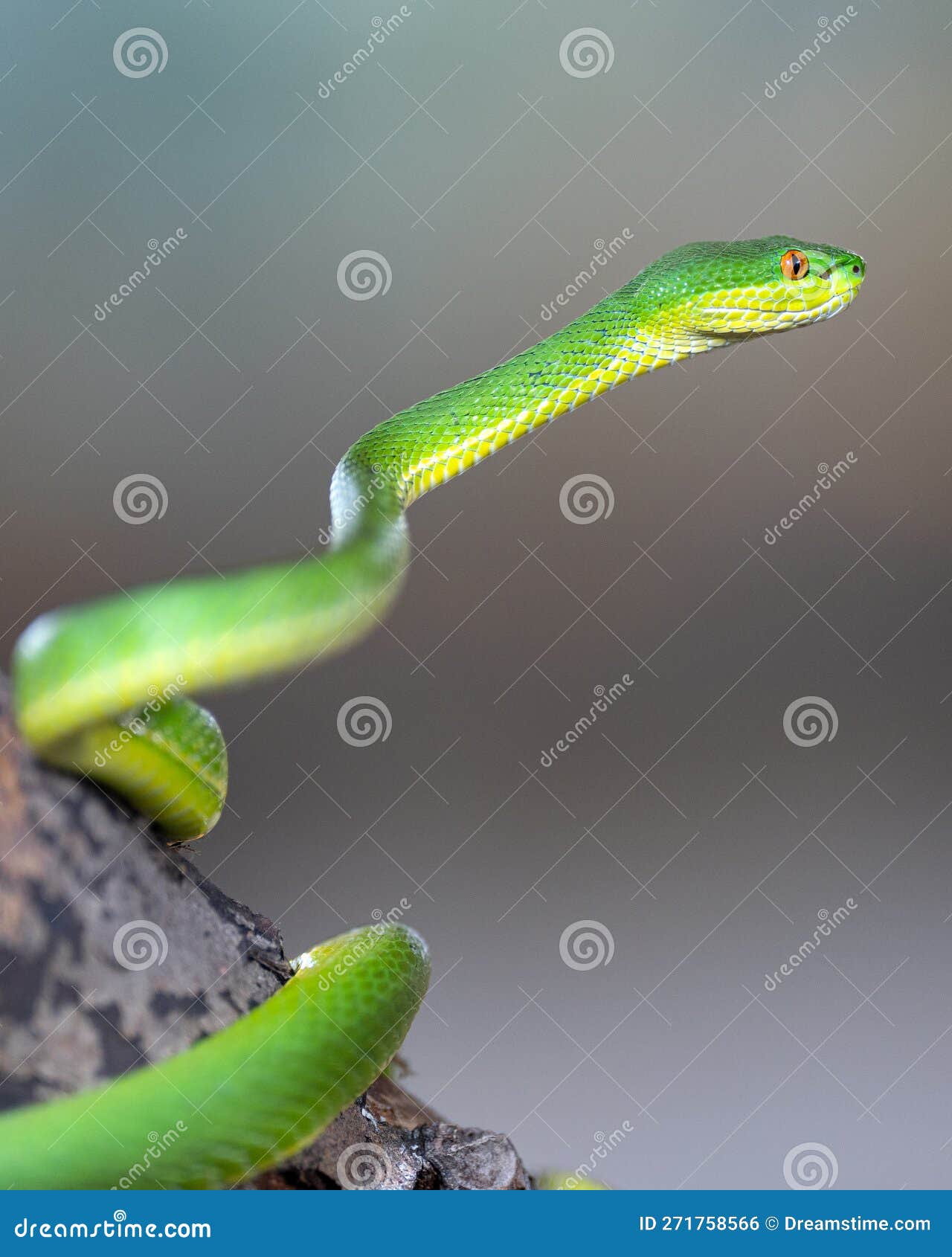 Green Pit Viper, Trimeresurus Albolabris Stock Photo - Image of wild ...