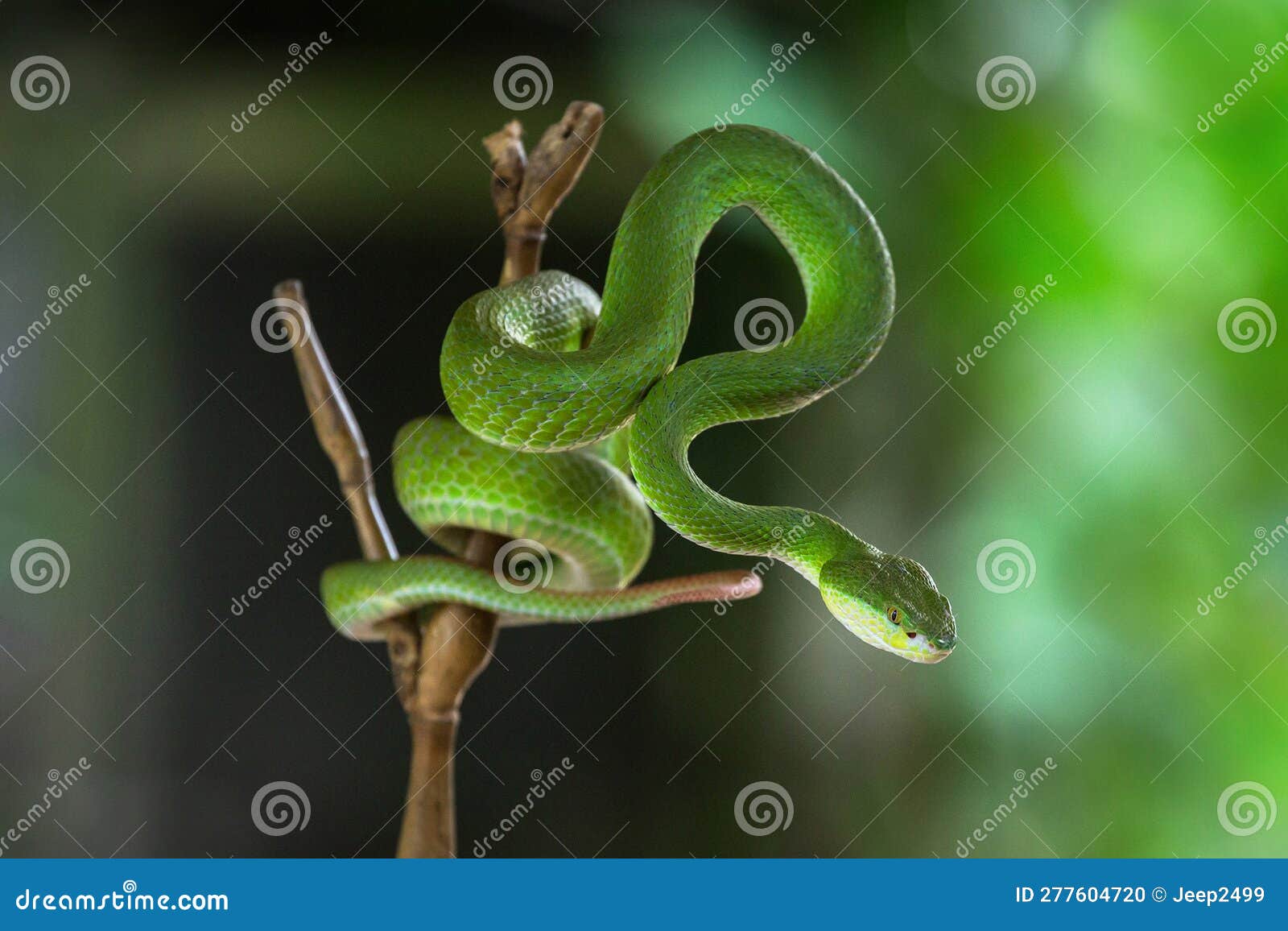 Green pit vipers hanging. stock photo. Image of forest - 277604720