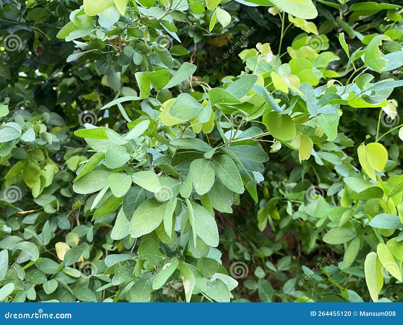 Green Pithecellobium Leaves in the Garden Stock Photo - Image of green ...