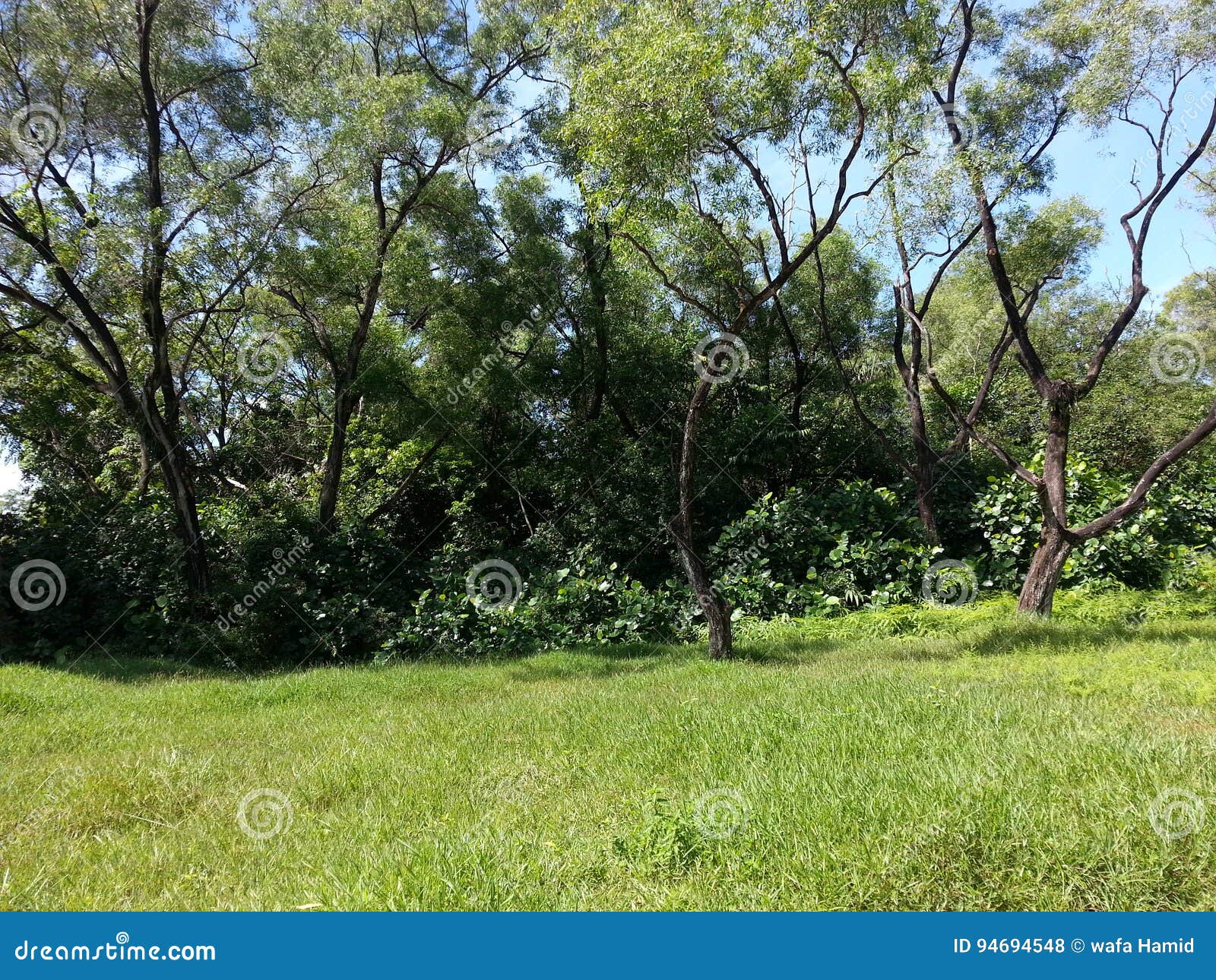 Green place stock photo. Image of plants, nature, plastic - 94694548