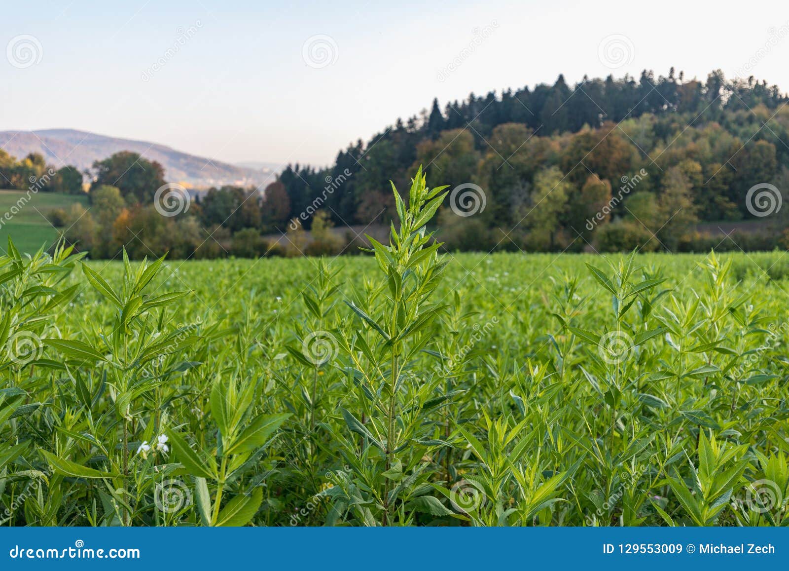 Green Plain Field with Blurred Forest in Background Stock Image - Image ...