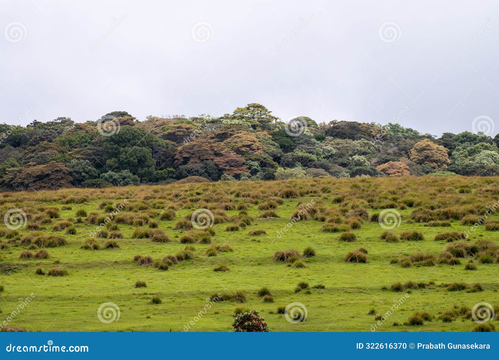 Green Plains Background Wallpaper Stock Photo - Image of leaves, branch ...