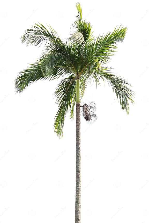 The Green Plam Tree on White Background Have Path Stock Photo - Image ...