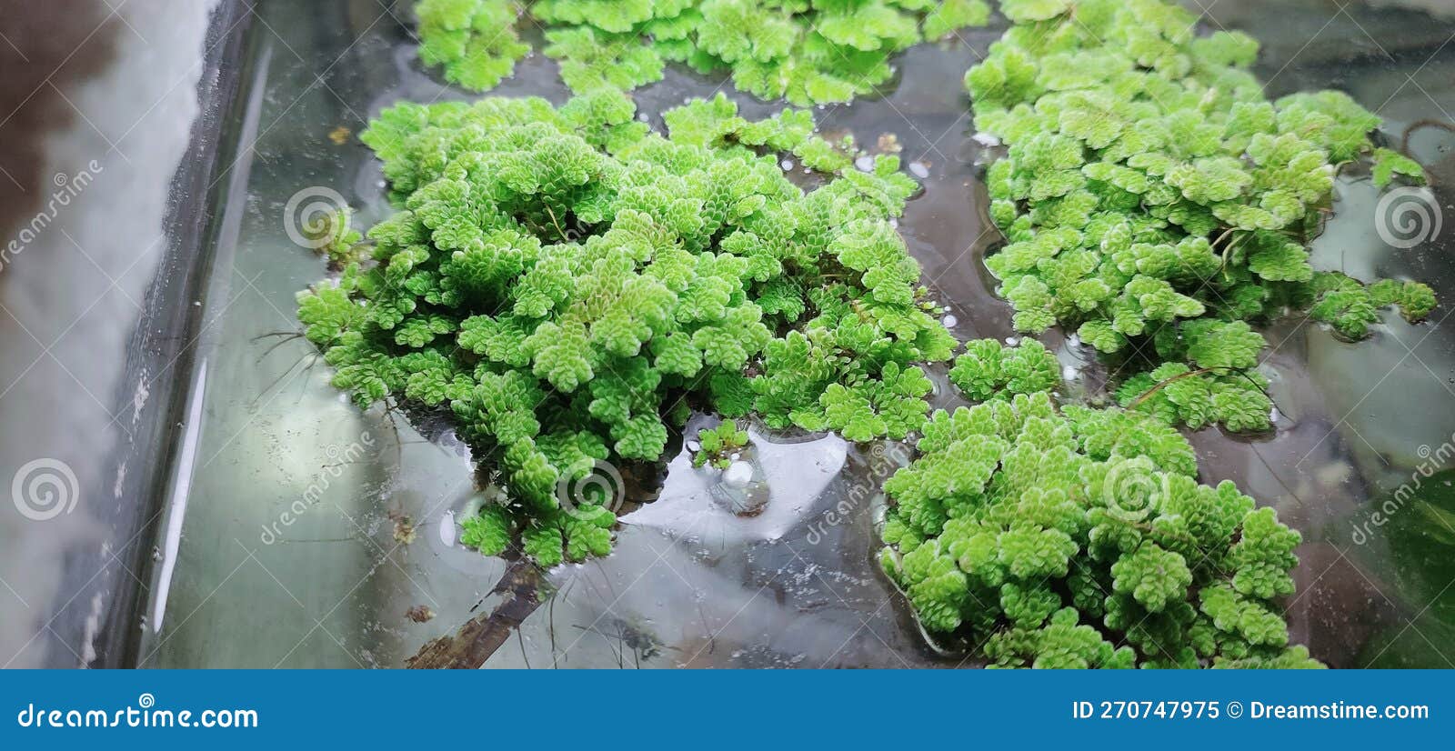 Green Plan in River at Fish Tank Stock Image - Image of green, tank ...