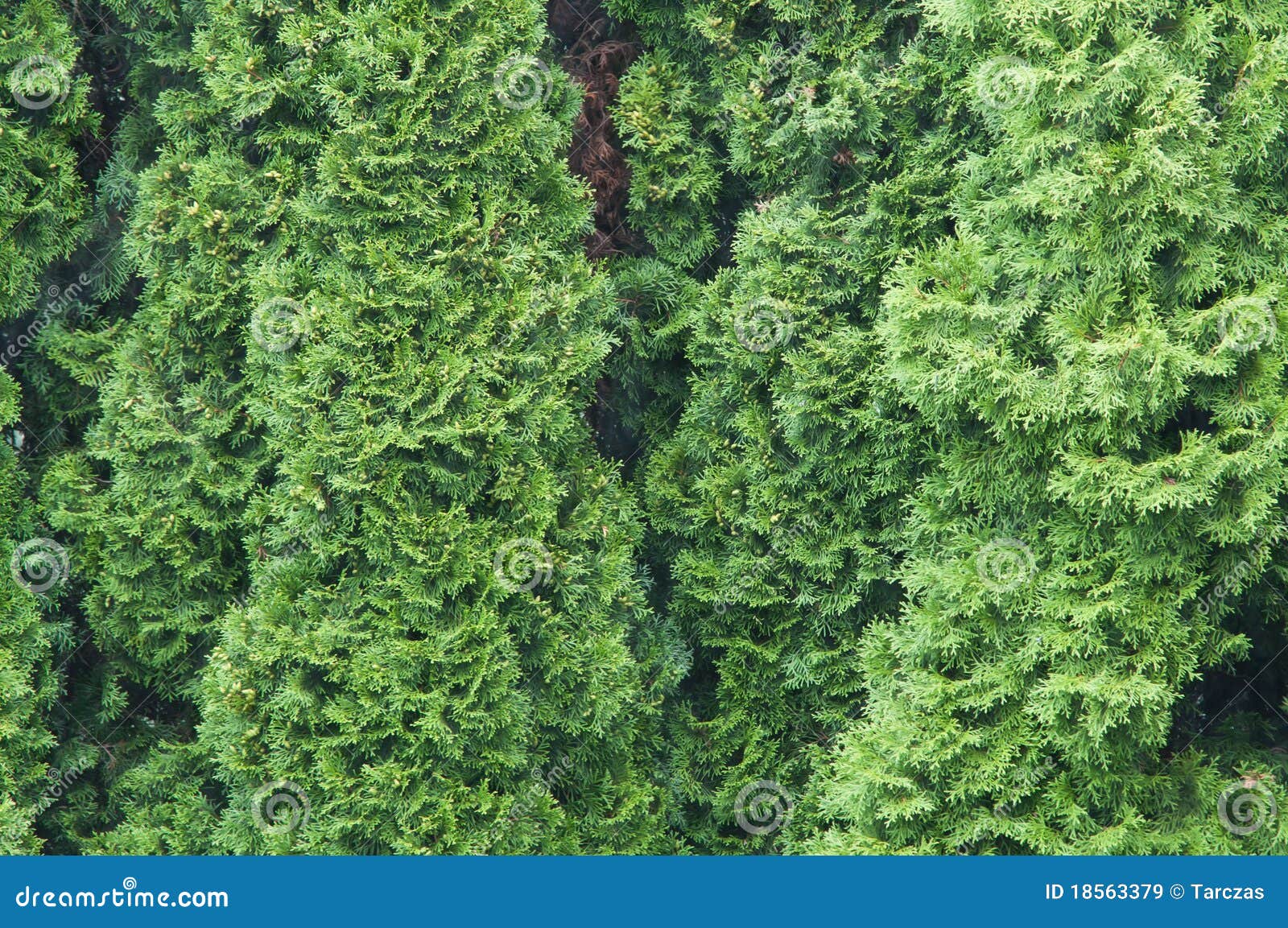 Green plant background stock image. Image of botany, growing - 18563379