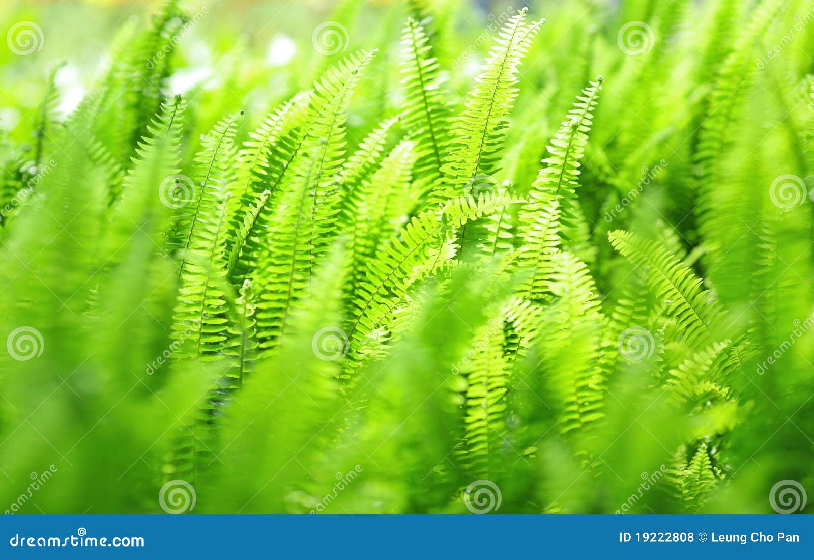 Green plant background stock photo. Image of color, design - 19222808