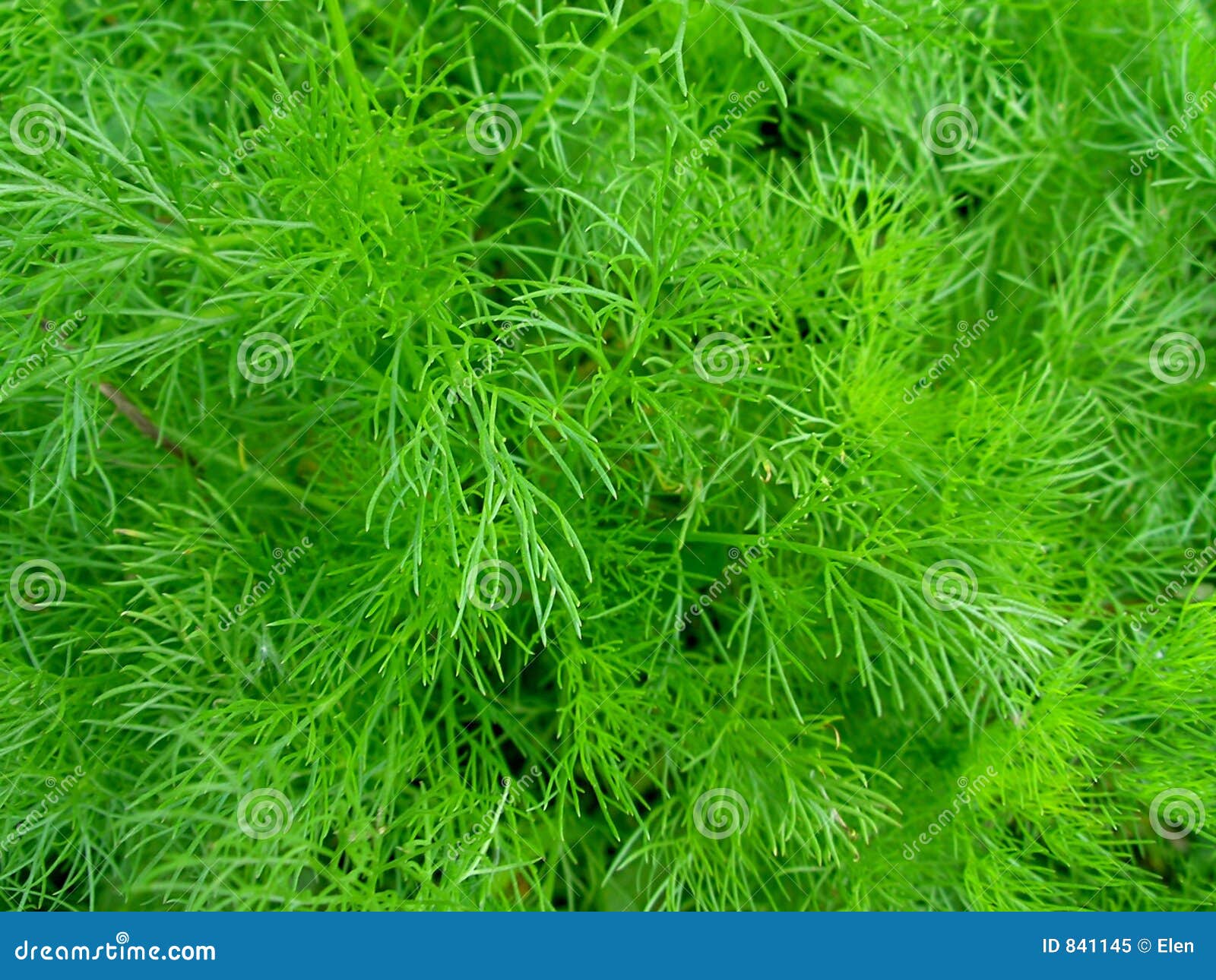 Green plant background stock image. Image of soft, nature - 841145