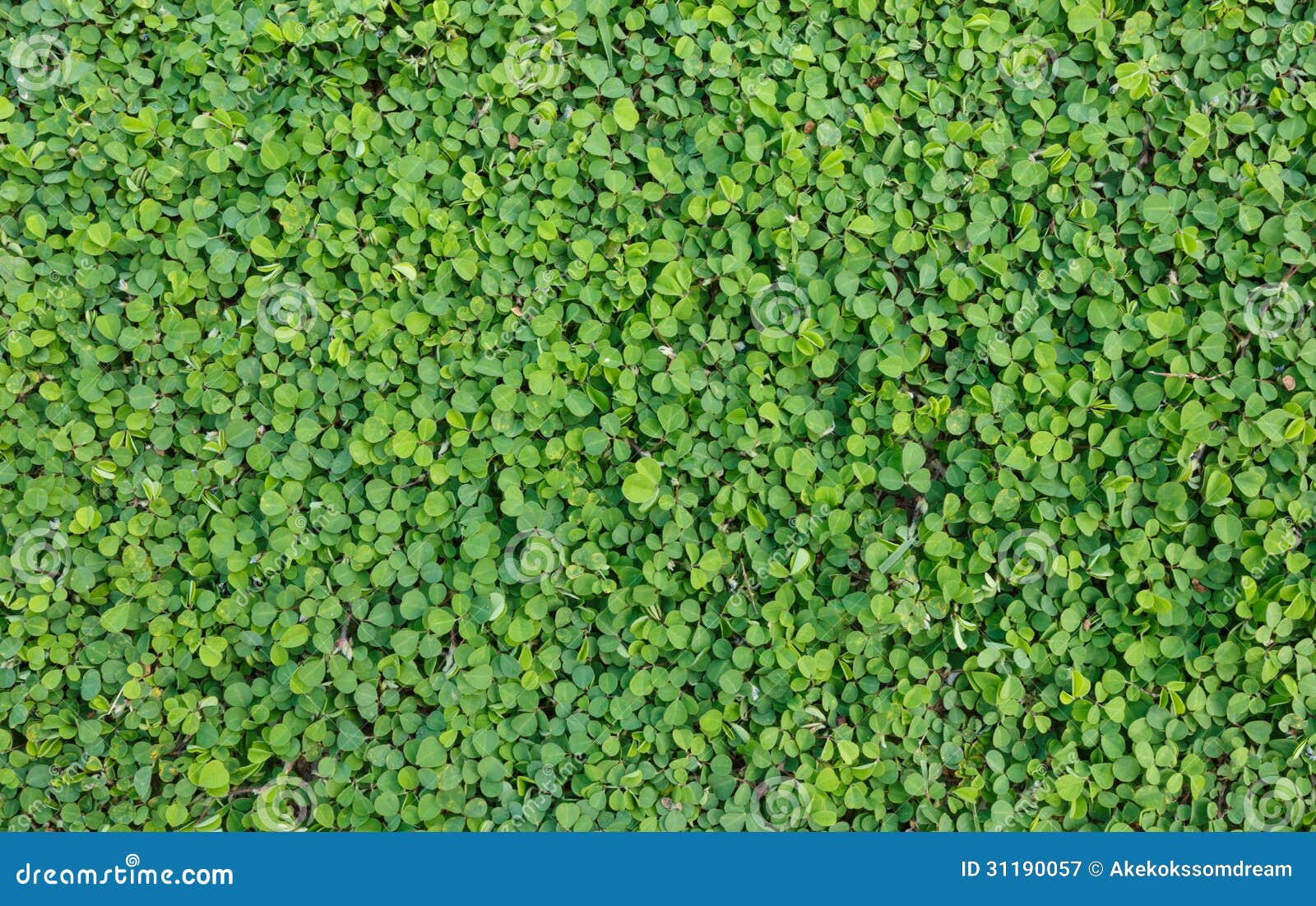Green Plant Background and Texture Stock Image - Image of nature ...