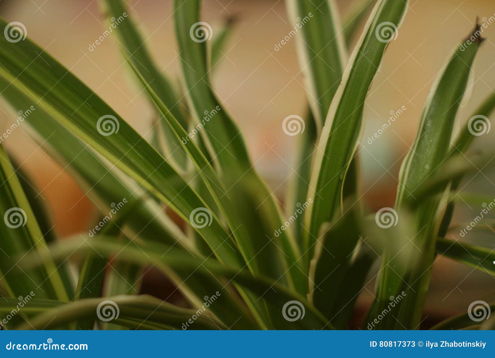 Green plant stock image. Image of backgrounds, green - 80817373
