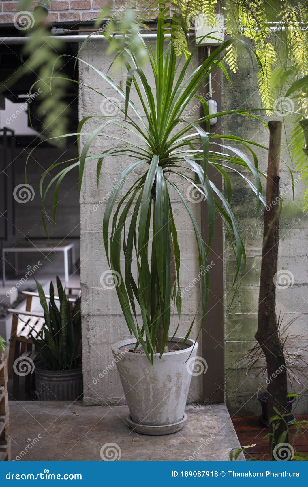 Green plant in backyard stock photo. Image of house - 189087918