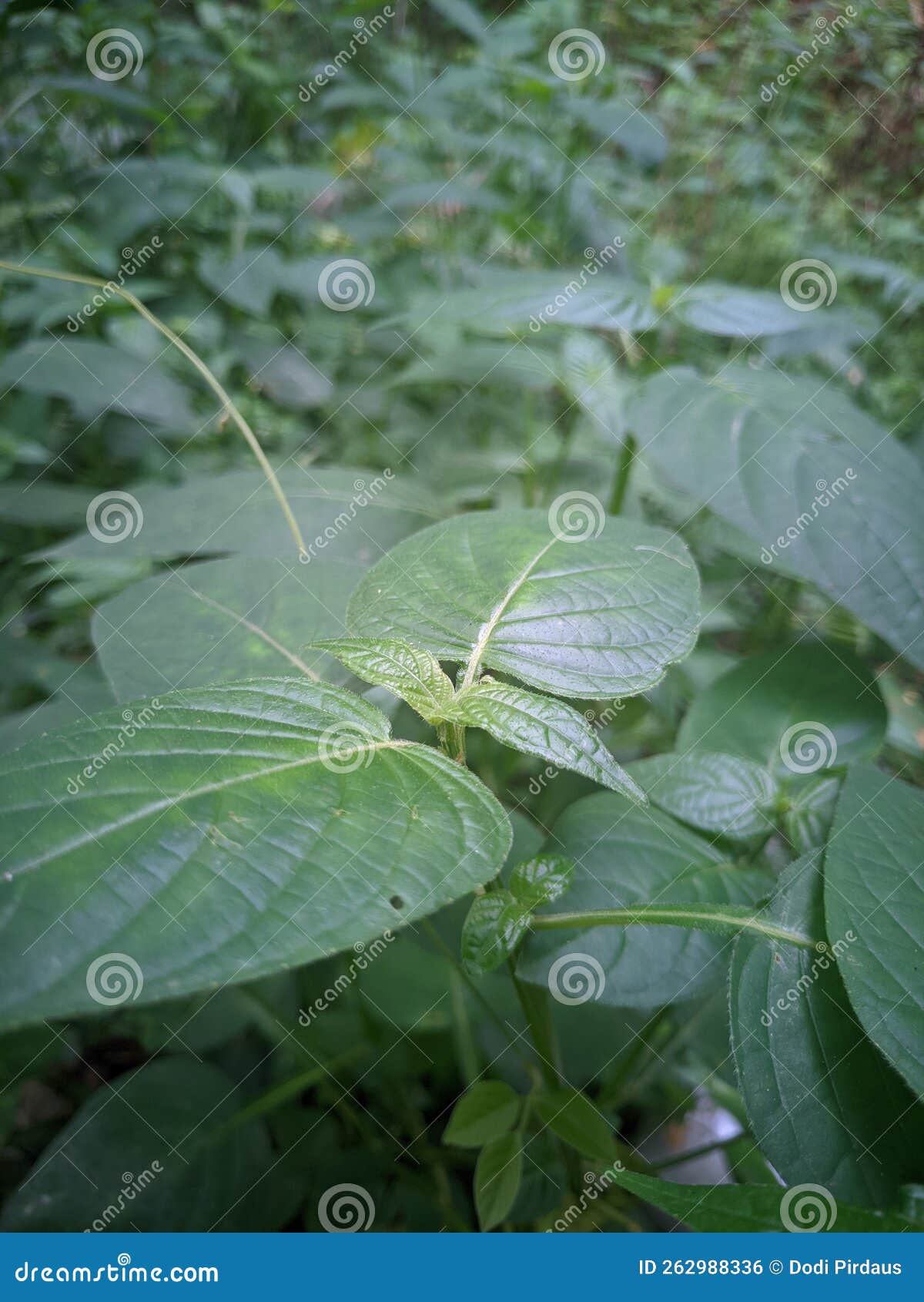 Green Plant in backyard stock photo. Image of yard, flower - 262988336