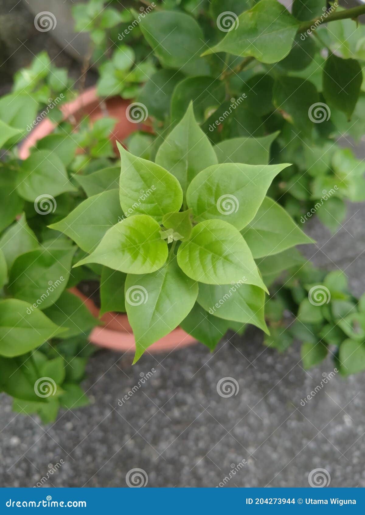 Green Plant with Beautiful Leaf Shape Stock Photo - Image of plant ...