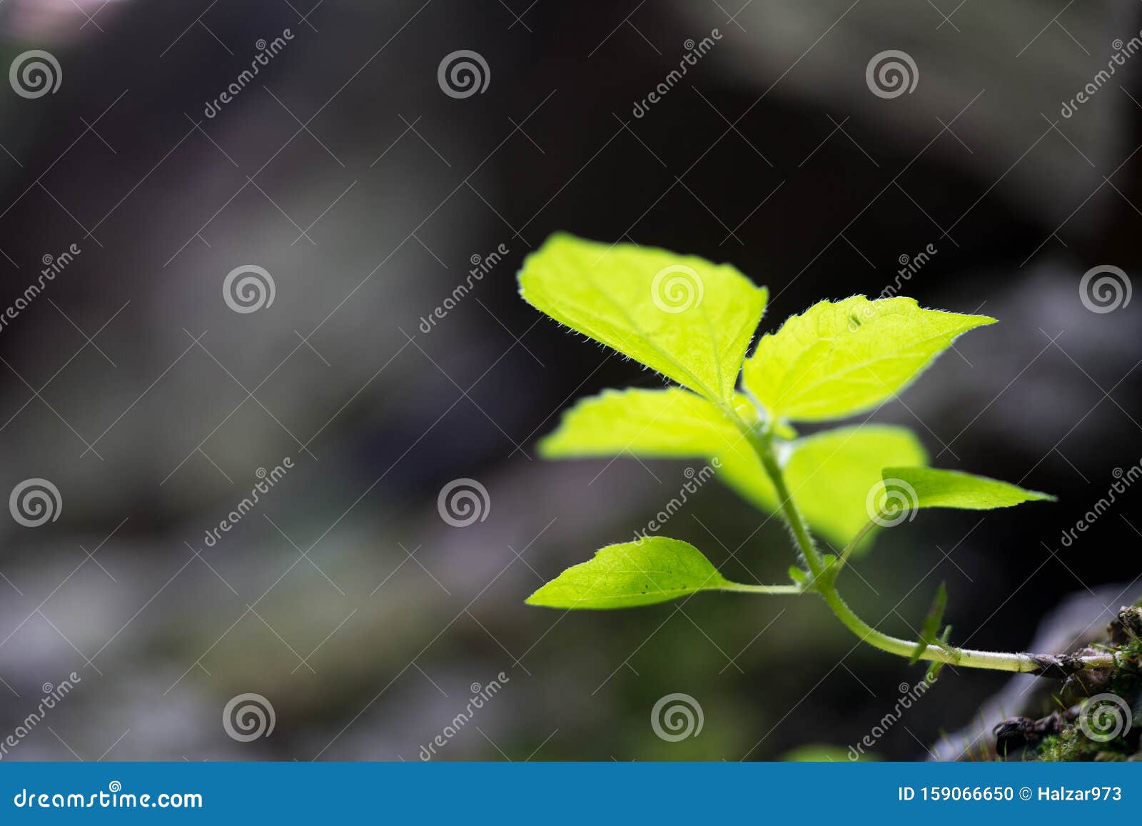 Green Plant on a Blurry Background Stock Photo - Image of dark, young ...