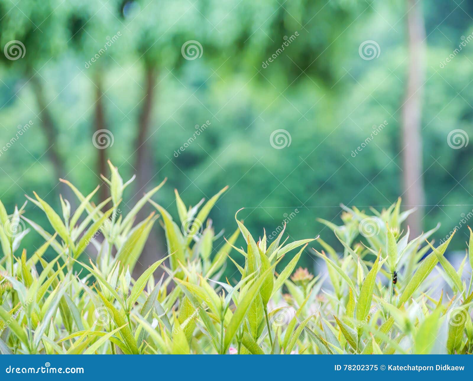 Green Plant with Blurry Nature Background Stock Image - Image of ...