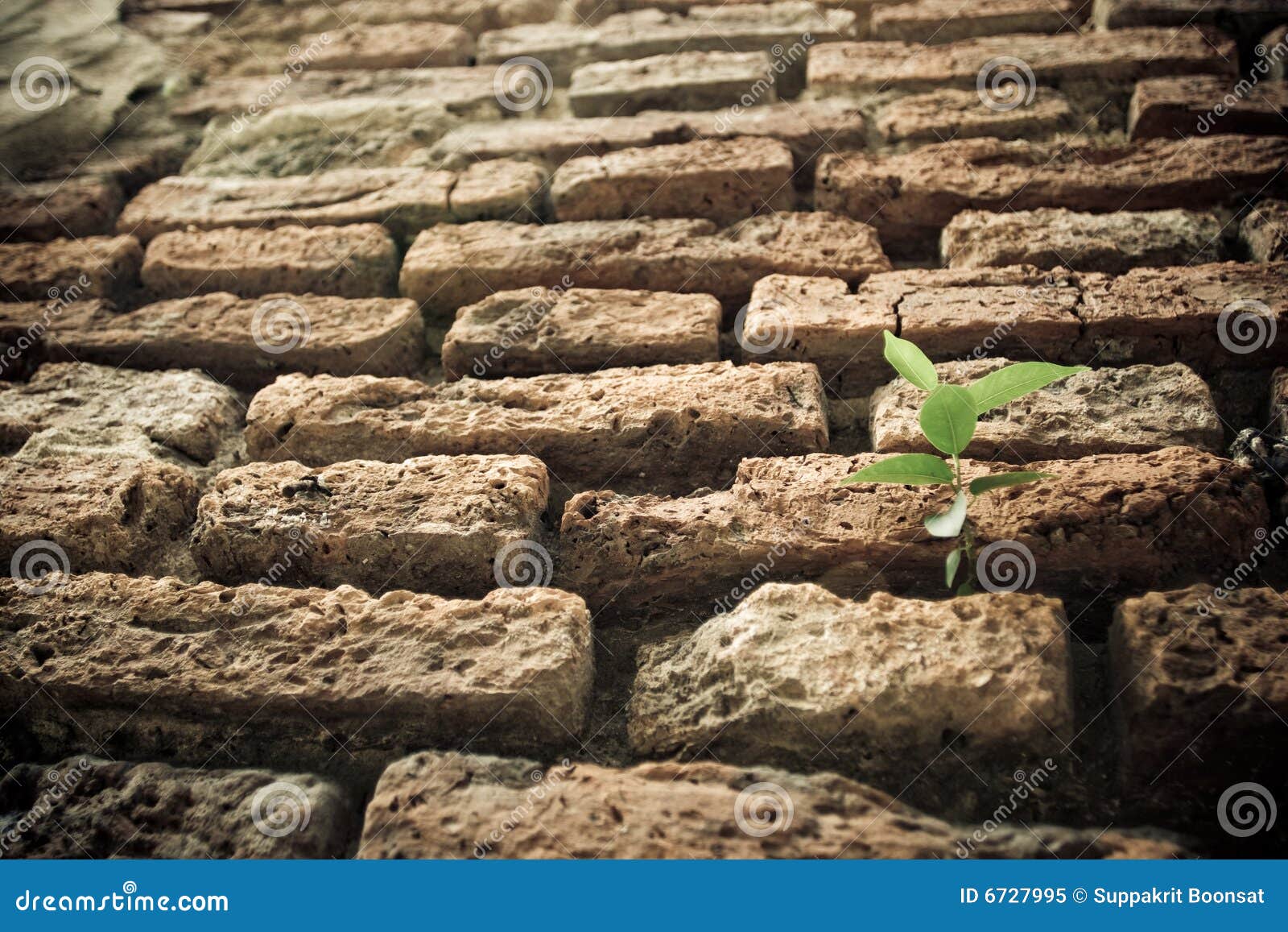 Green Plant on Brick Sidewalk Stock Image - Image of growing, sprouts ...