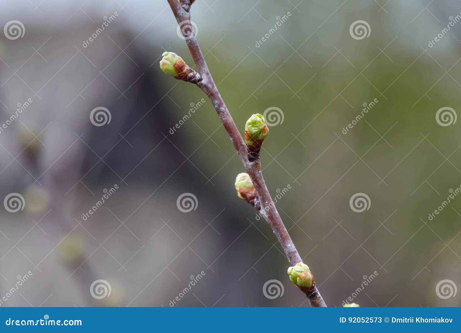 Green Plant Buds on Tree Branch in Spring Stock Image - Image of grow ...