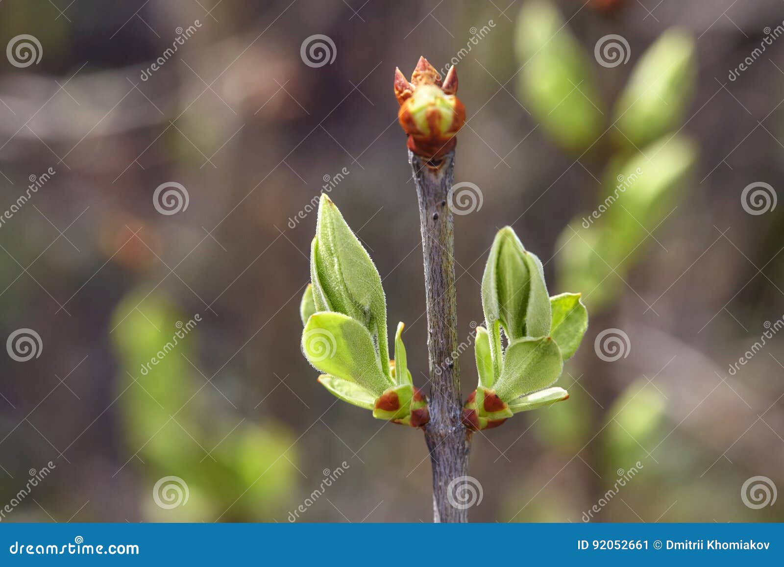 Green Plant Buds on Tree Branch in Spring Stock Image - Image of ...