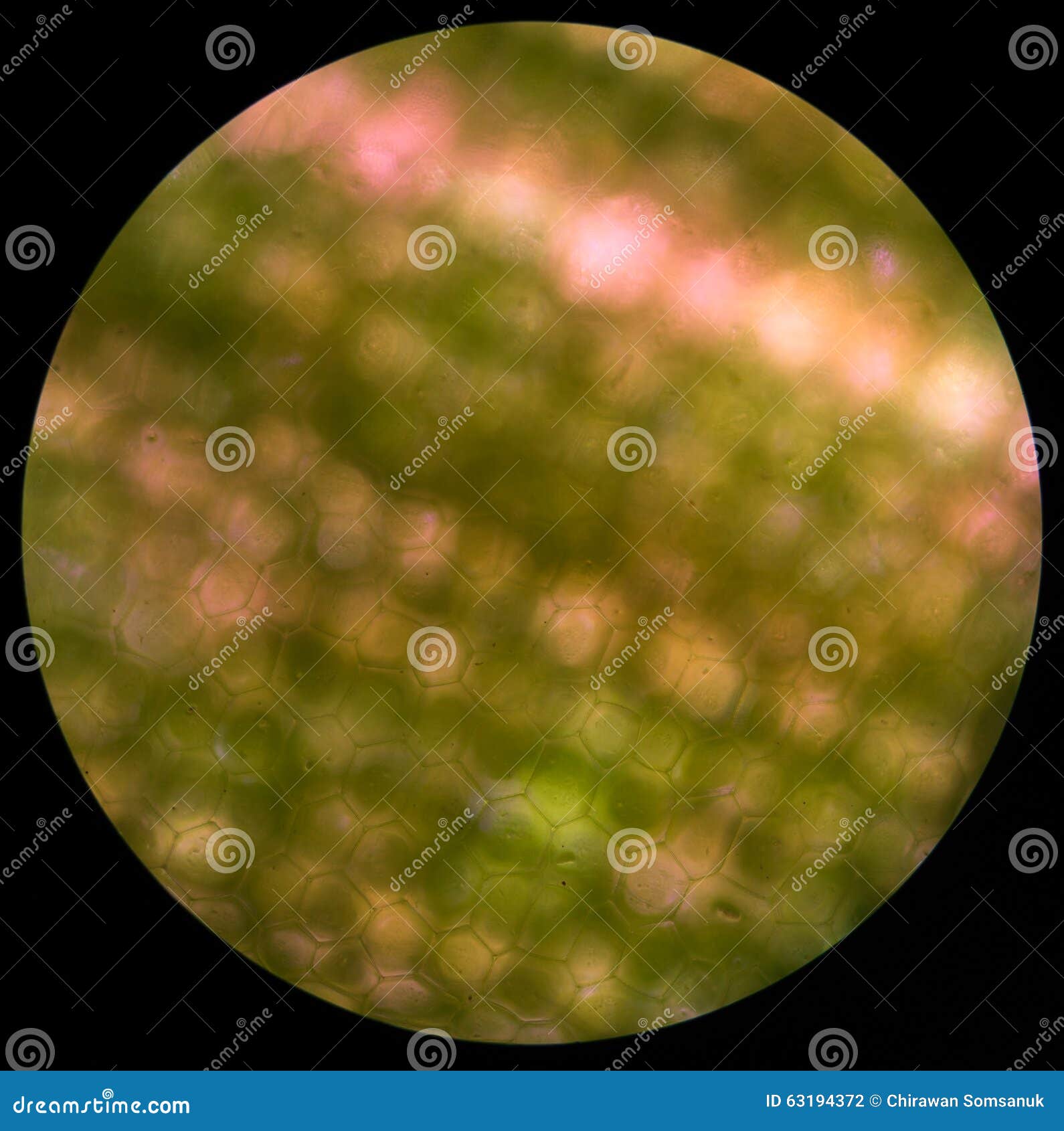 Green Plant Cells Under Microscope Stock Photo - Image of closeup ...