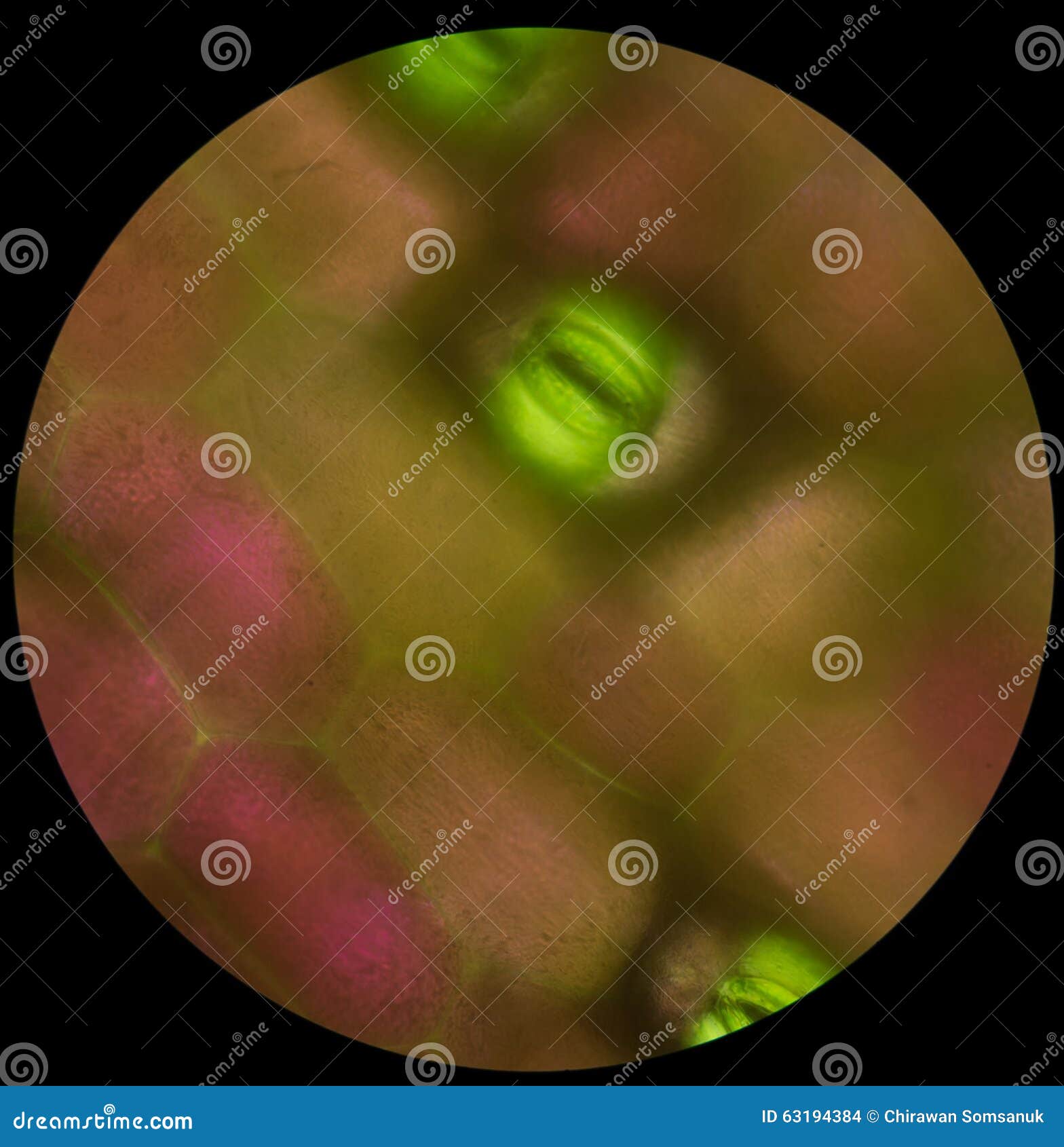 Green Plant Cells Under Microscope Stock Photography | CartoonDealer ...