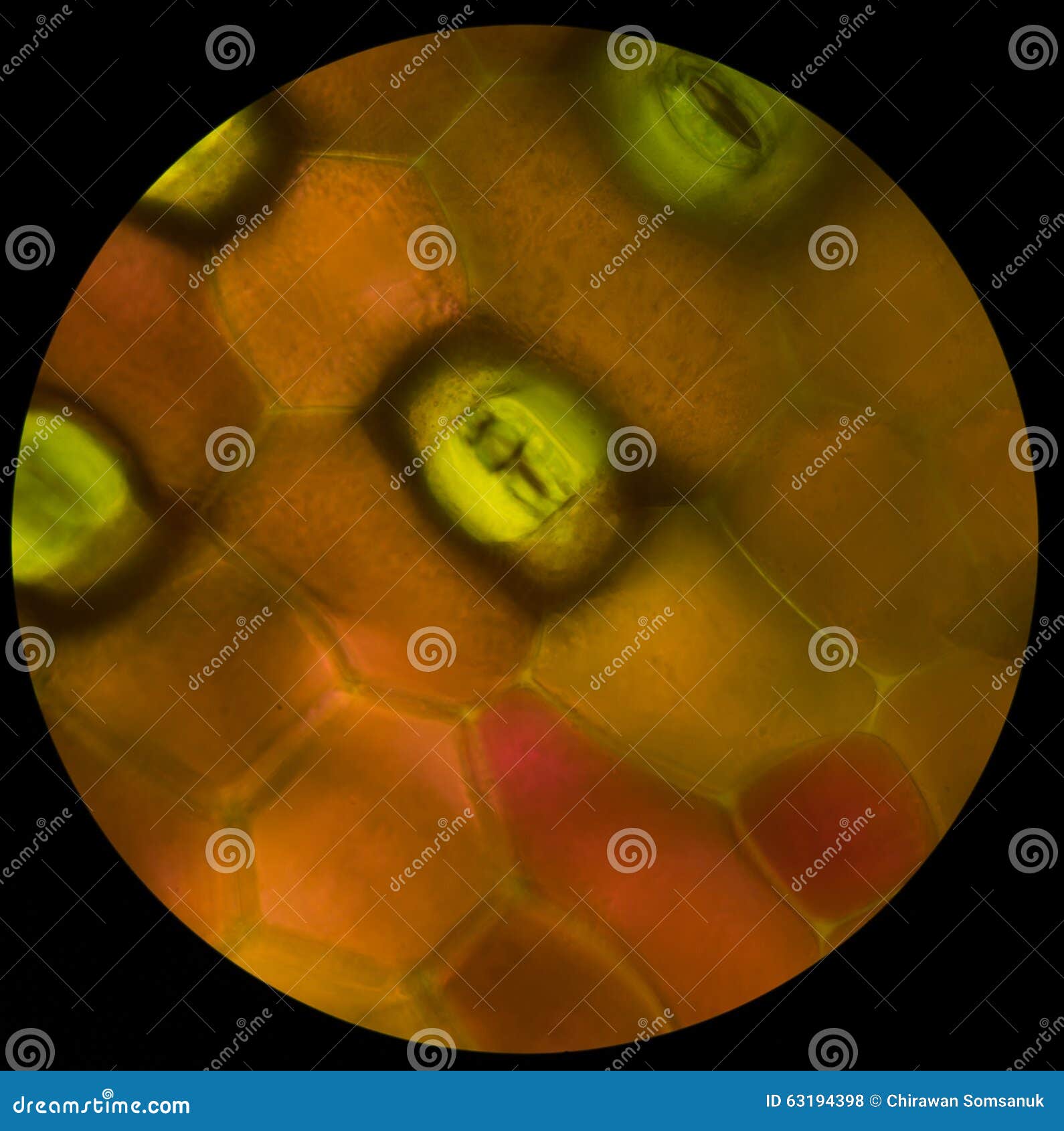 Green Plant Cells Under Microscope Royalty-Free Stock Image ...